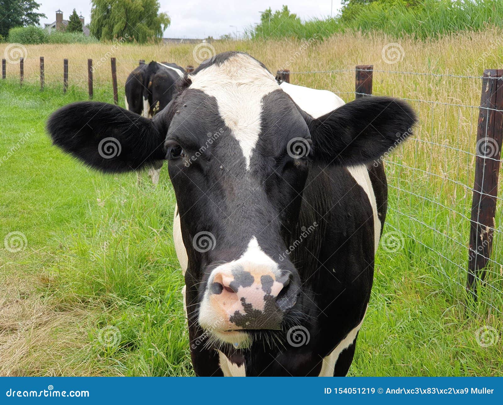 Red and Black Cows Curiously on the Meadows in Moordrecht, the ...
