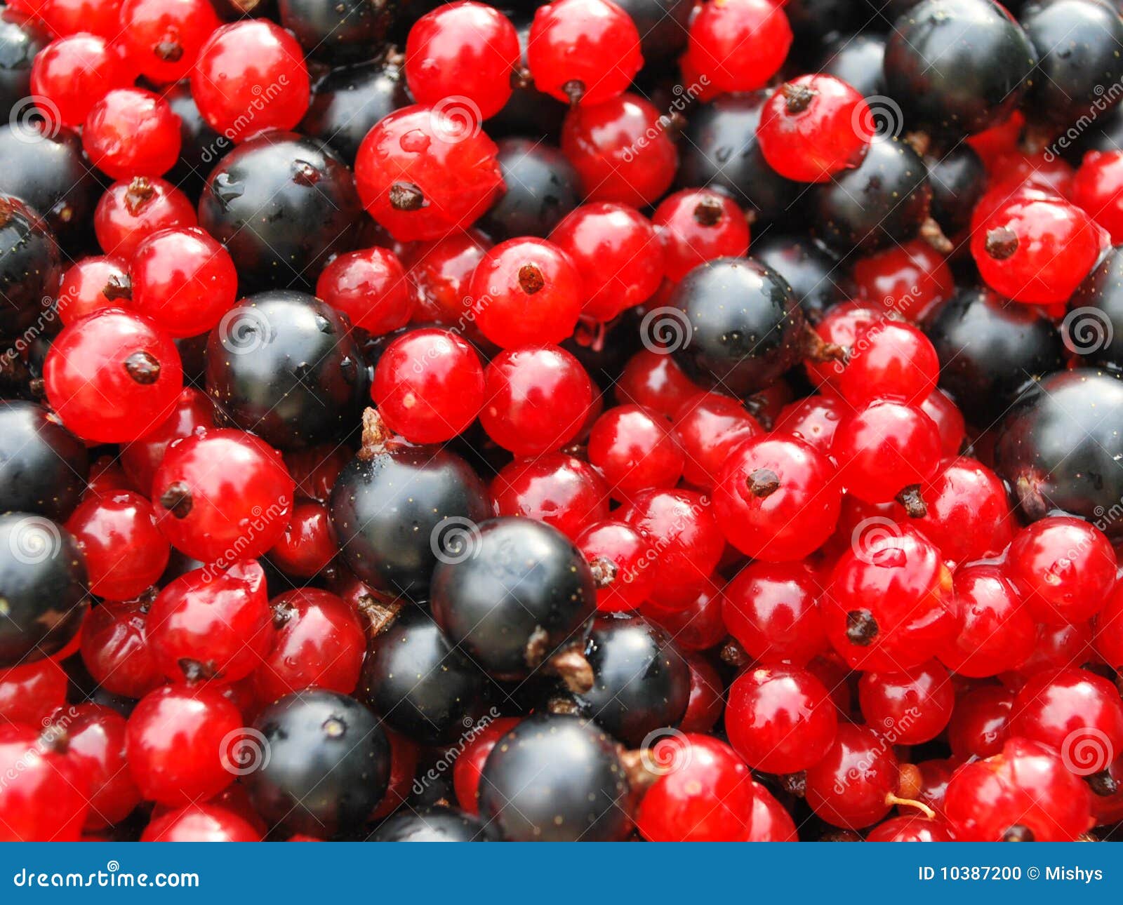 Red and black currant stock photo. Image of fruit, natural - 10387200