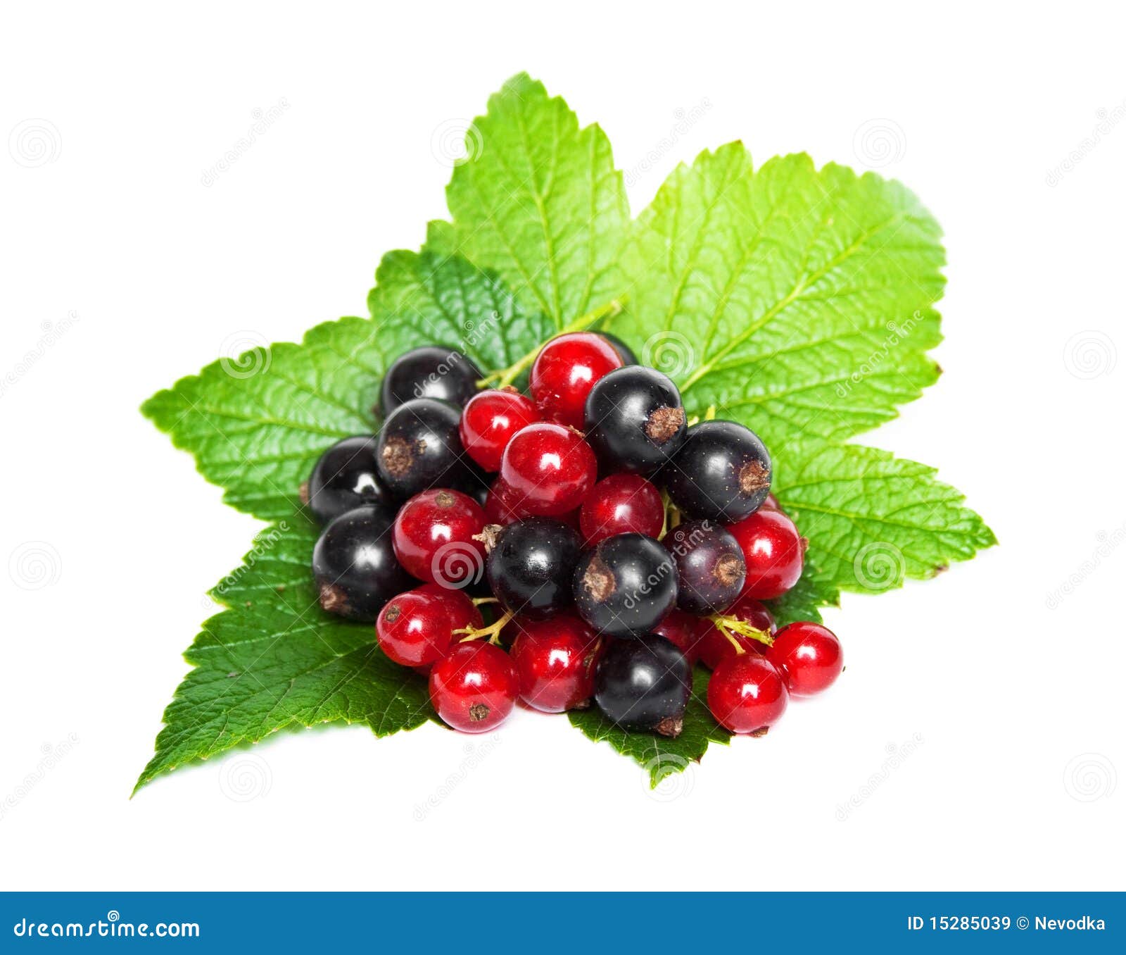 Red and black currant stock image. Image of eating, delicious - 15285039