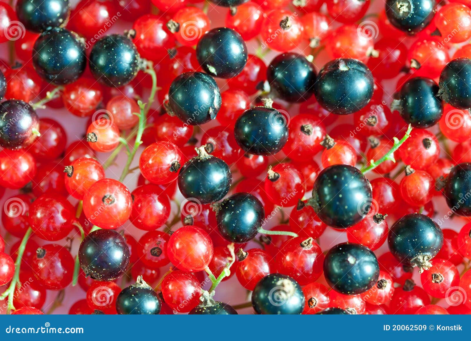 Red and black currant stock image. Image of growing, bacca - 20062509
