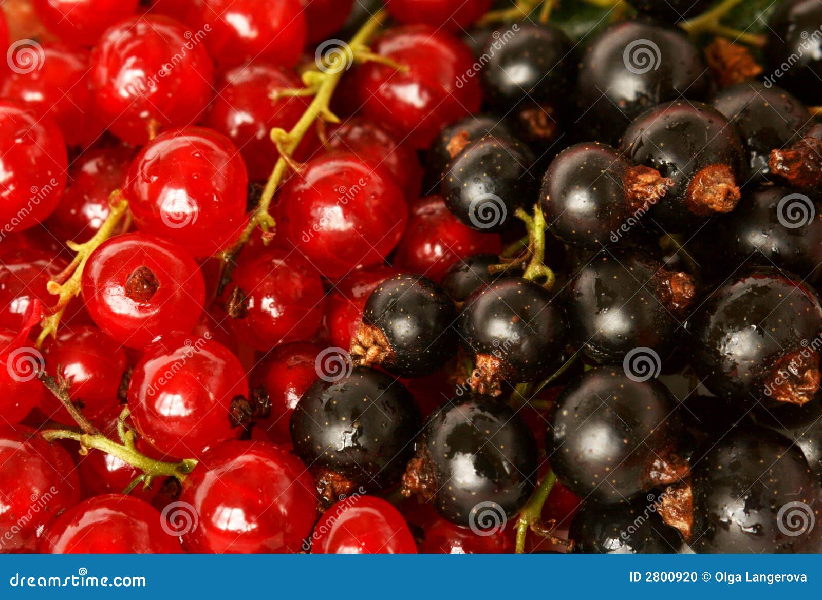 Red and black currant stock photo. Image of delicious - 2800920