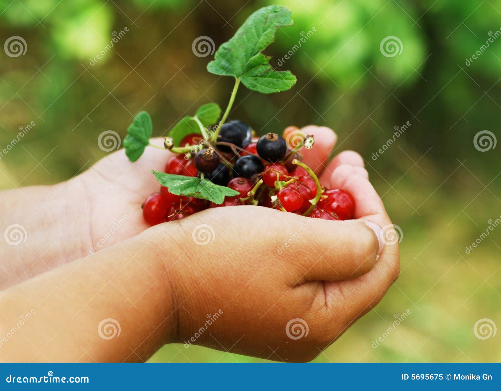 Red and black currant stock image. Image of nature, flora - 5695675