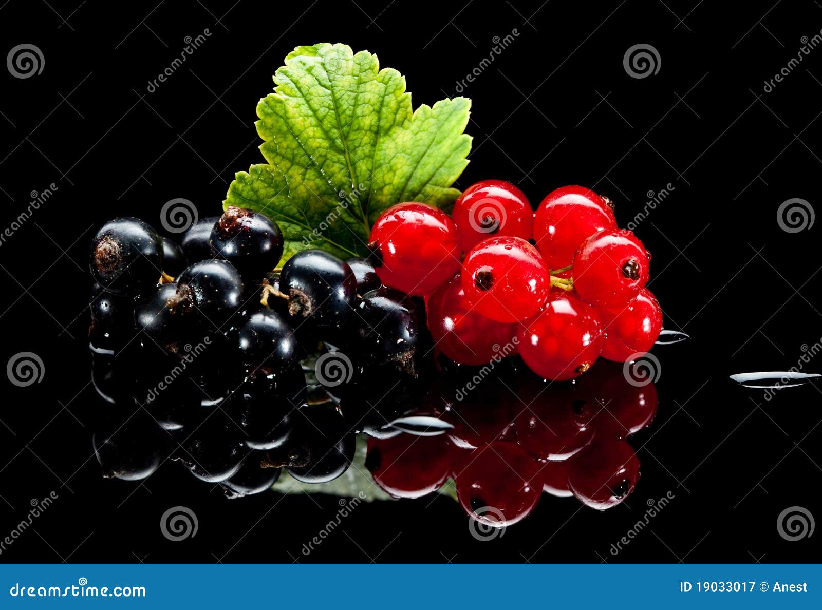 Red and Black Currant Bunches on Black Stock Image - Image of plant ...