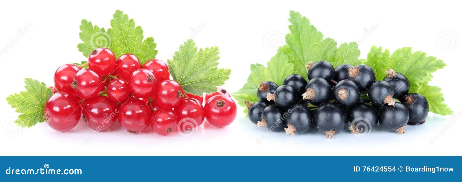 Red and Black Currant Currants Berries Fruits Fruit Isolated Stock ...