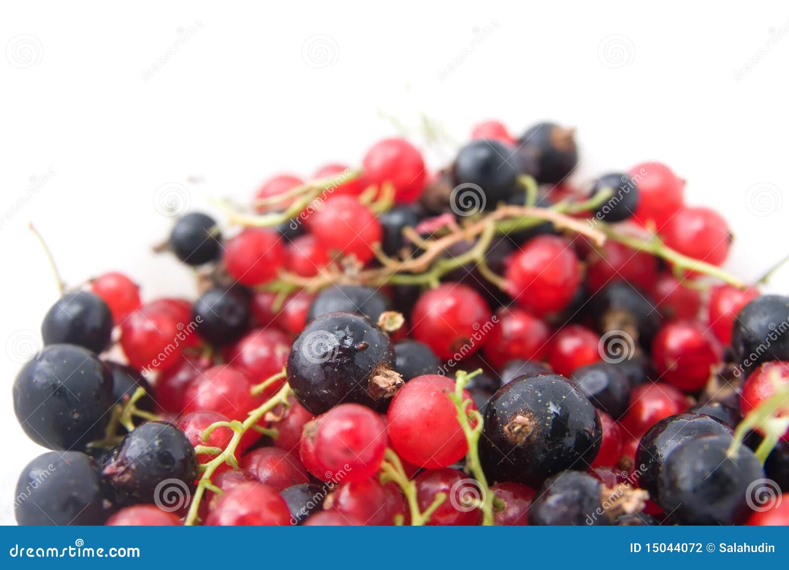 Red and black currants stock photo. Image of natural - 15044072