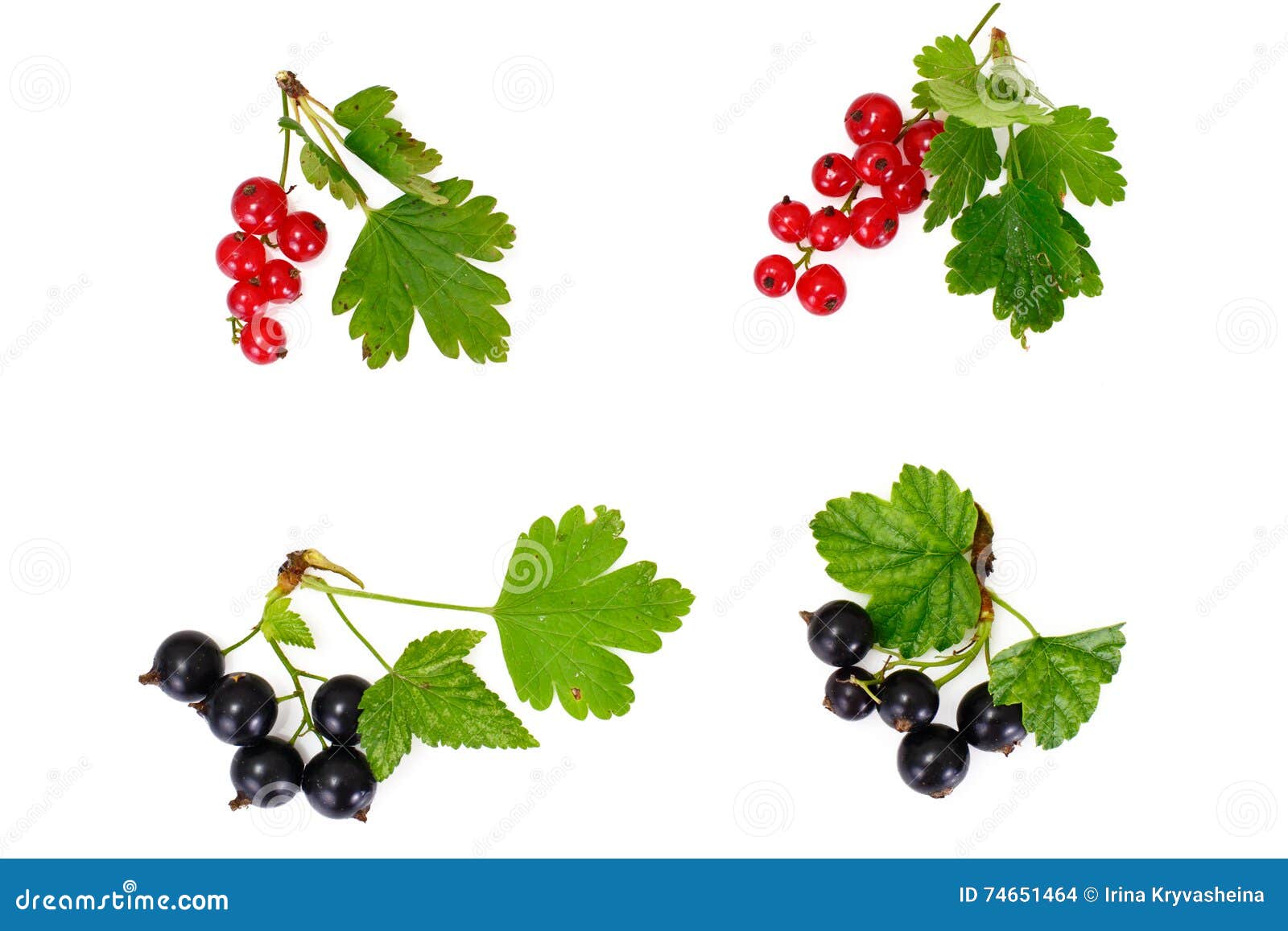 Red and Black Currants Isolated on White Stock Photo - Image of berries ...