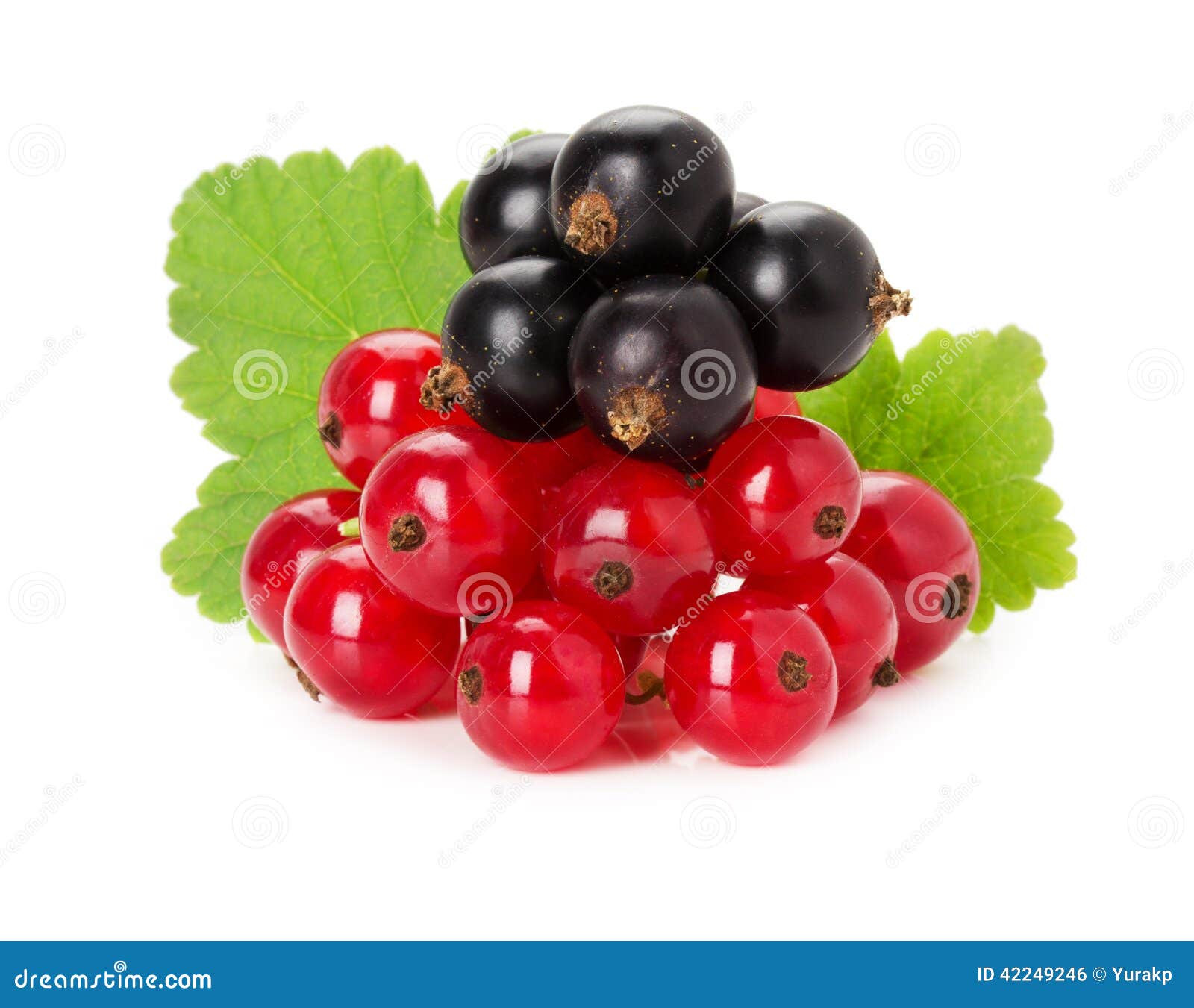 Red and Black Currants with Leaves Isolated on the White Background ...