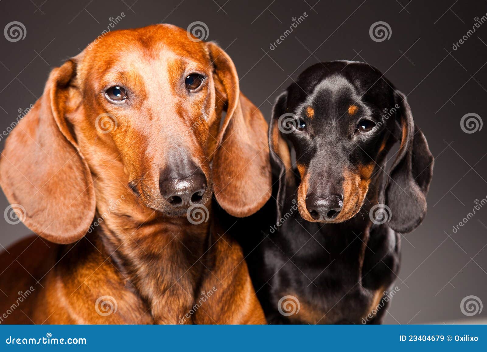 Black Wiener Puppies