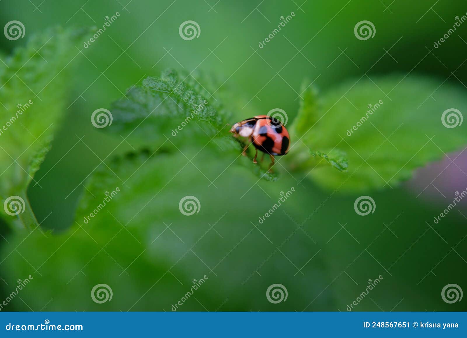 Red and black dots ladybug stock image. Image of animal - 248567651