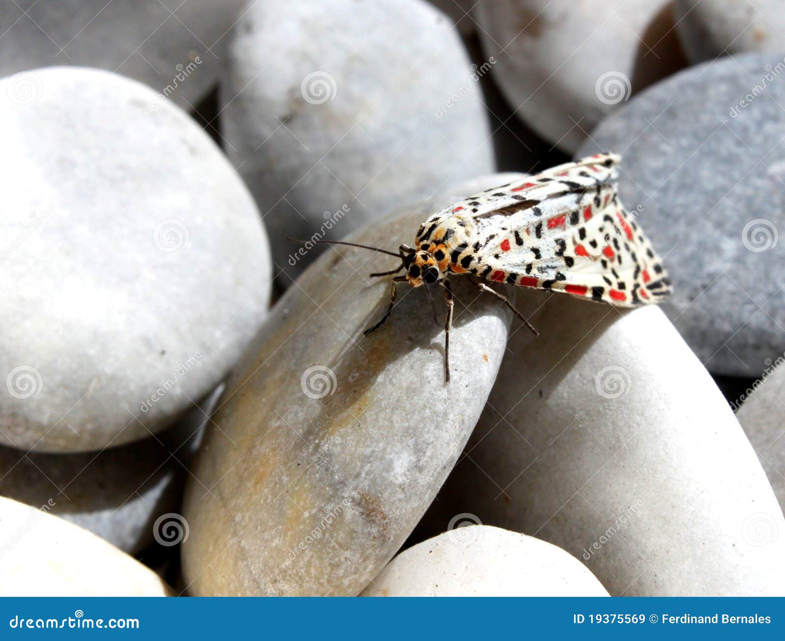 Red Black Dotted Moth stock image. Image of dotted, trees - 19375569