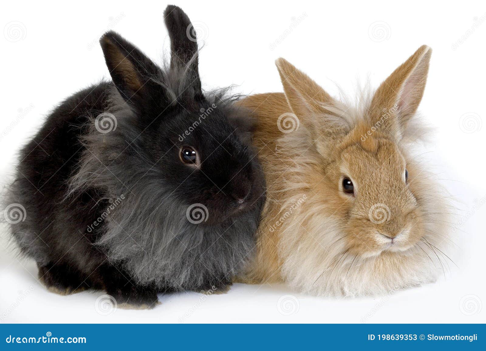 Red and Black Dwarf Rabbit Against White Background Stock Image - Image ...