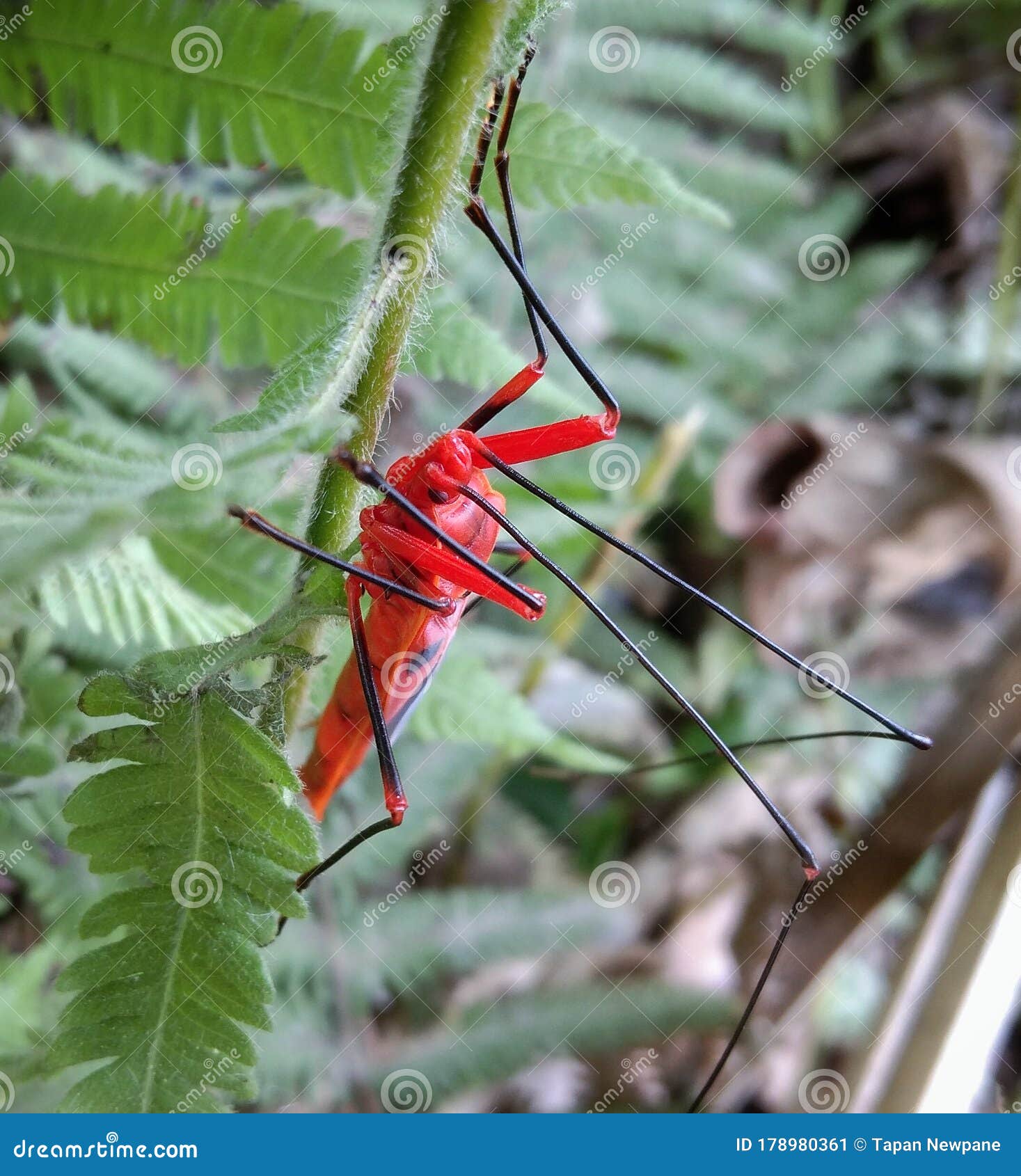 Red and Black Fire Bug Closeup Stock Image - Image of isolated, white ...