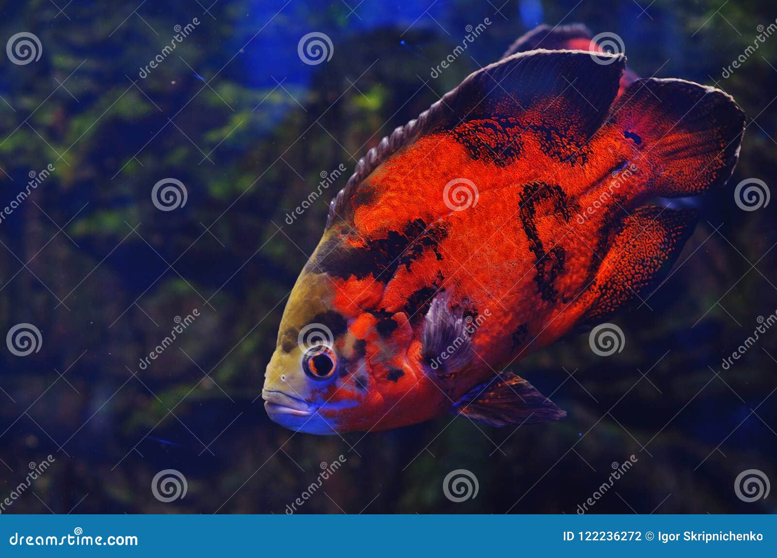 Red and Black Fish Float in Water Stock Photo - Image of calm, aquarium ...