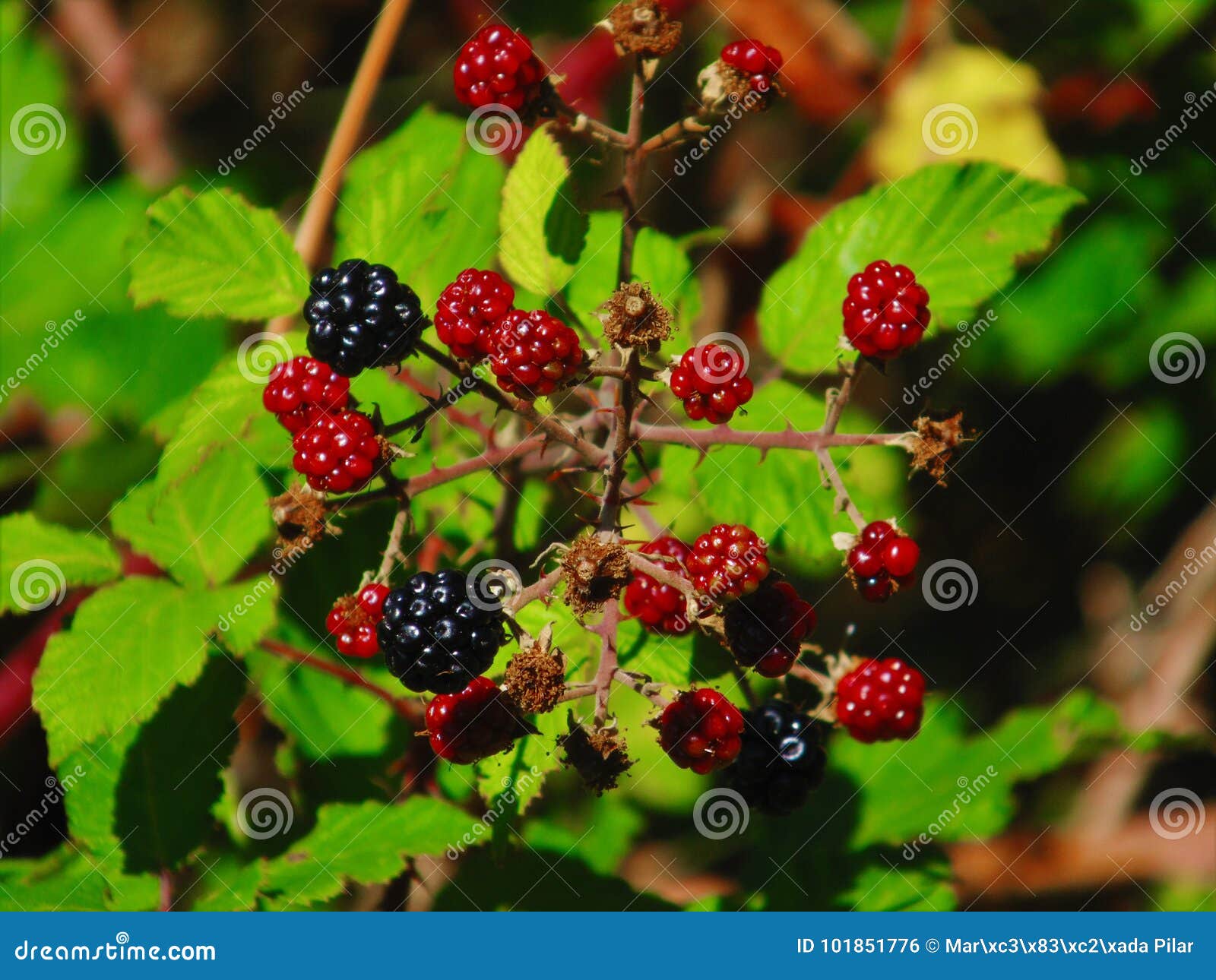 Mora stock photo. Image of viva, green, love, mora, black - 101851776