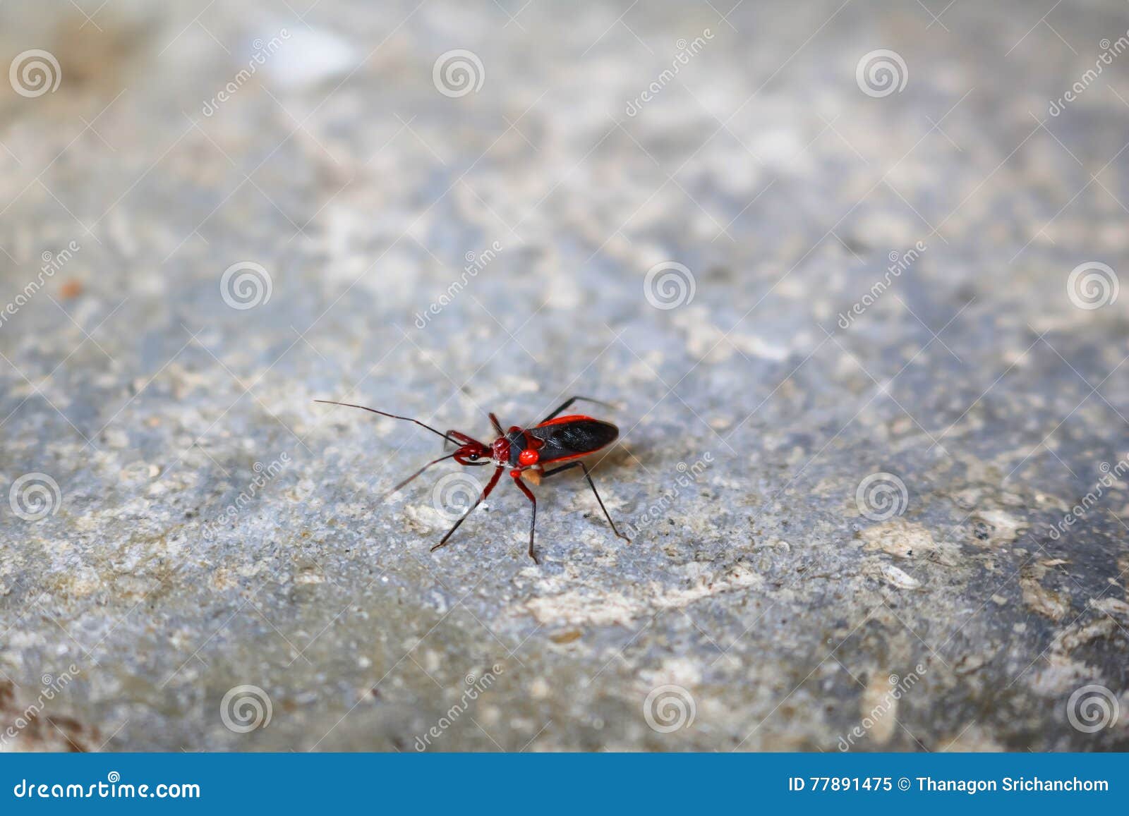 Red and black insect. stock image. Image of colorful - 77891475