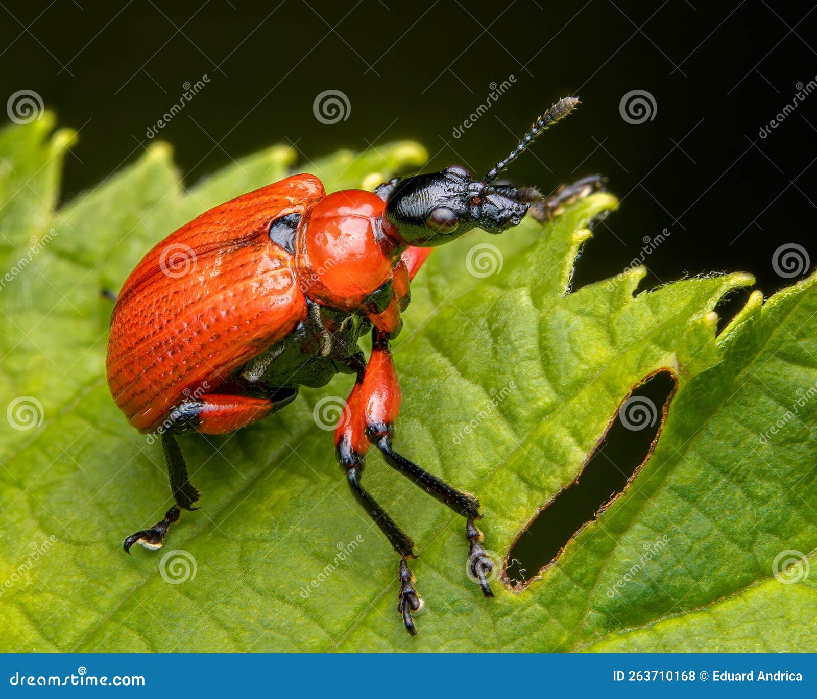 Red and black insect stock photo. Image of close, biology - 263710168