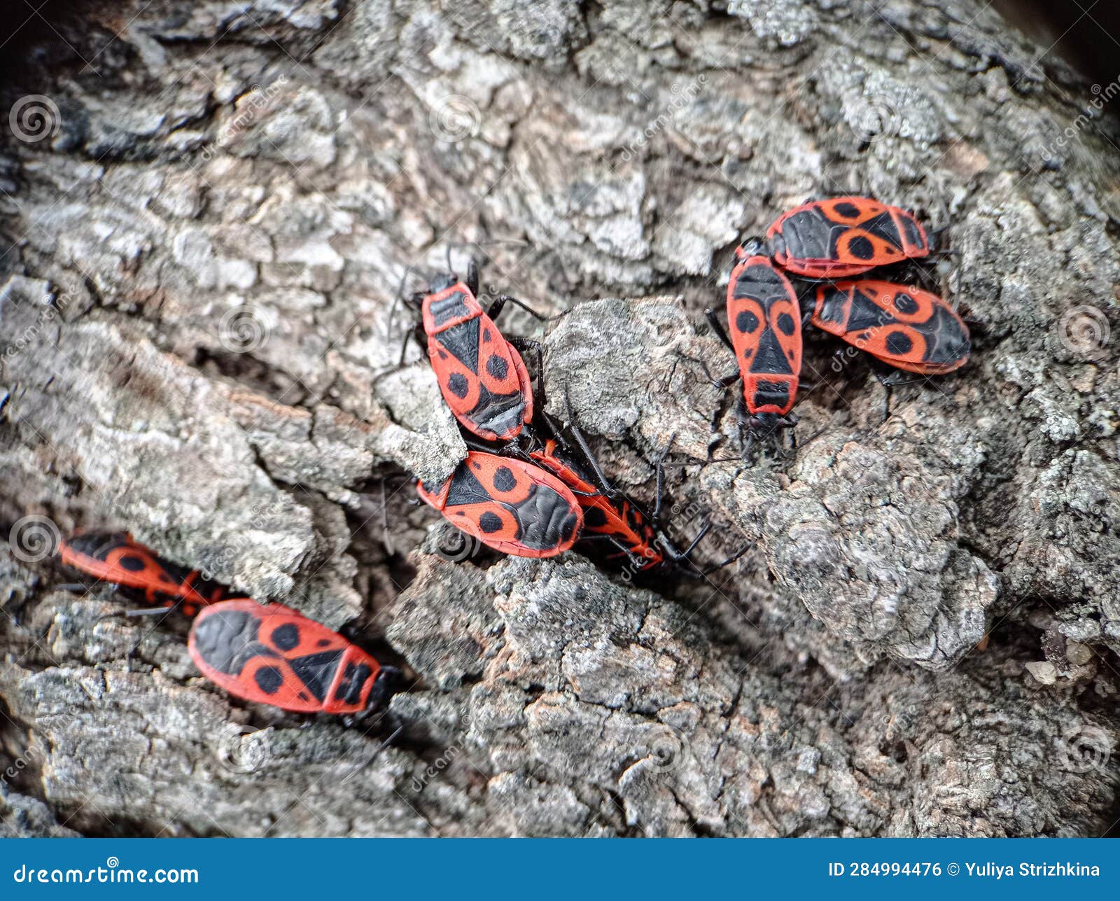 Red and Black Insects Bugs Sitting on the Tree Macro Top View Stock ...