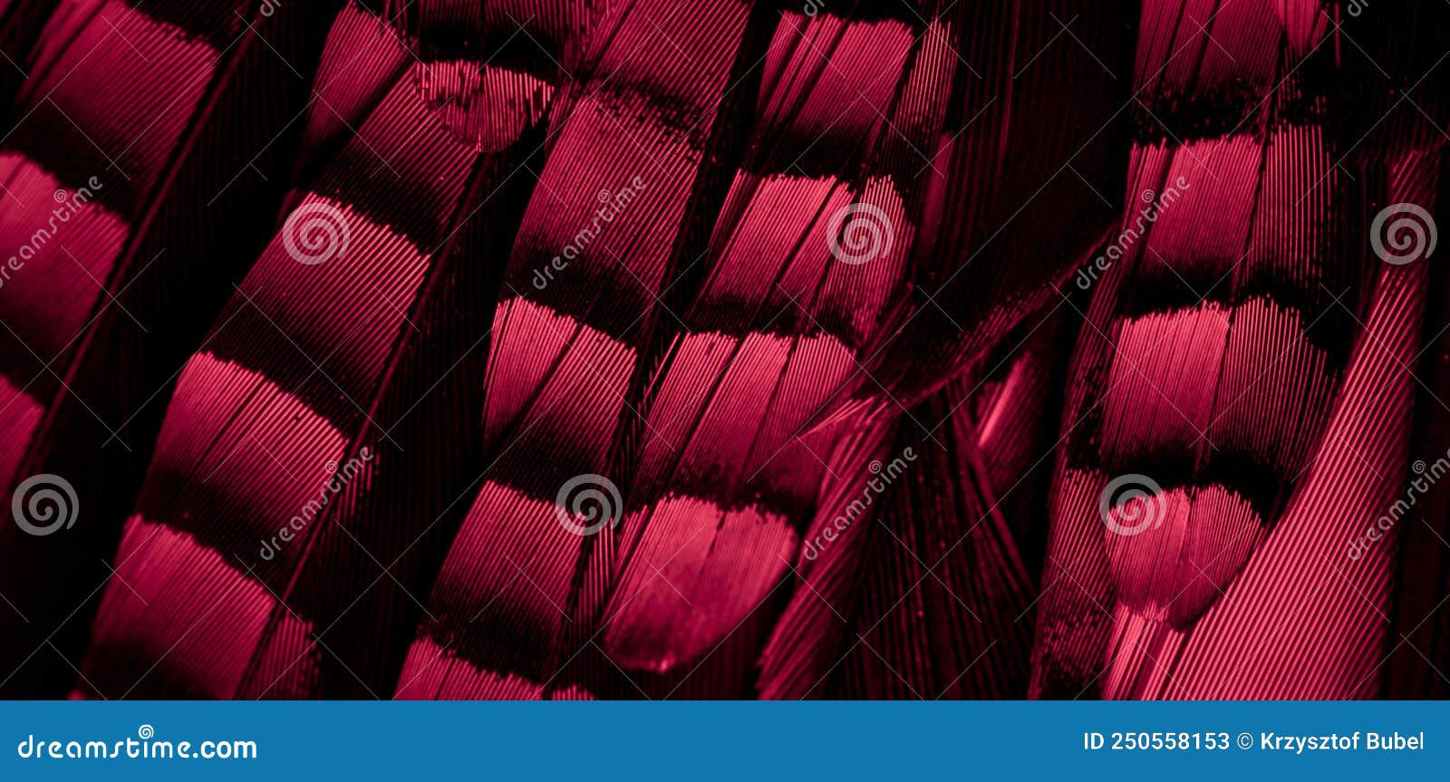 Red and Black Jay Feathers. Background or Texture Stock Image - Image ...