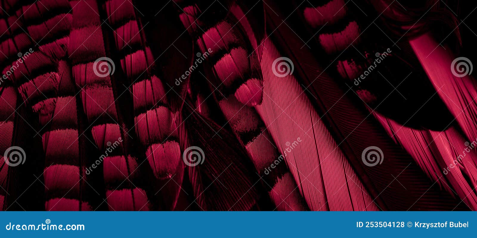 Red and Black Jay Feathers. Background or Texture Stock Photo - Image ...