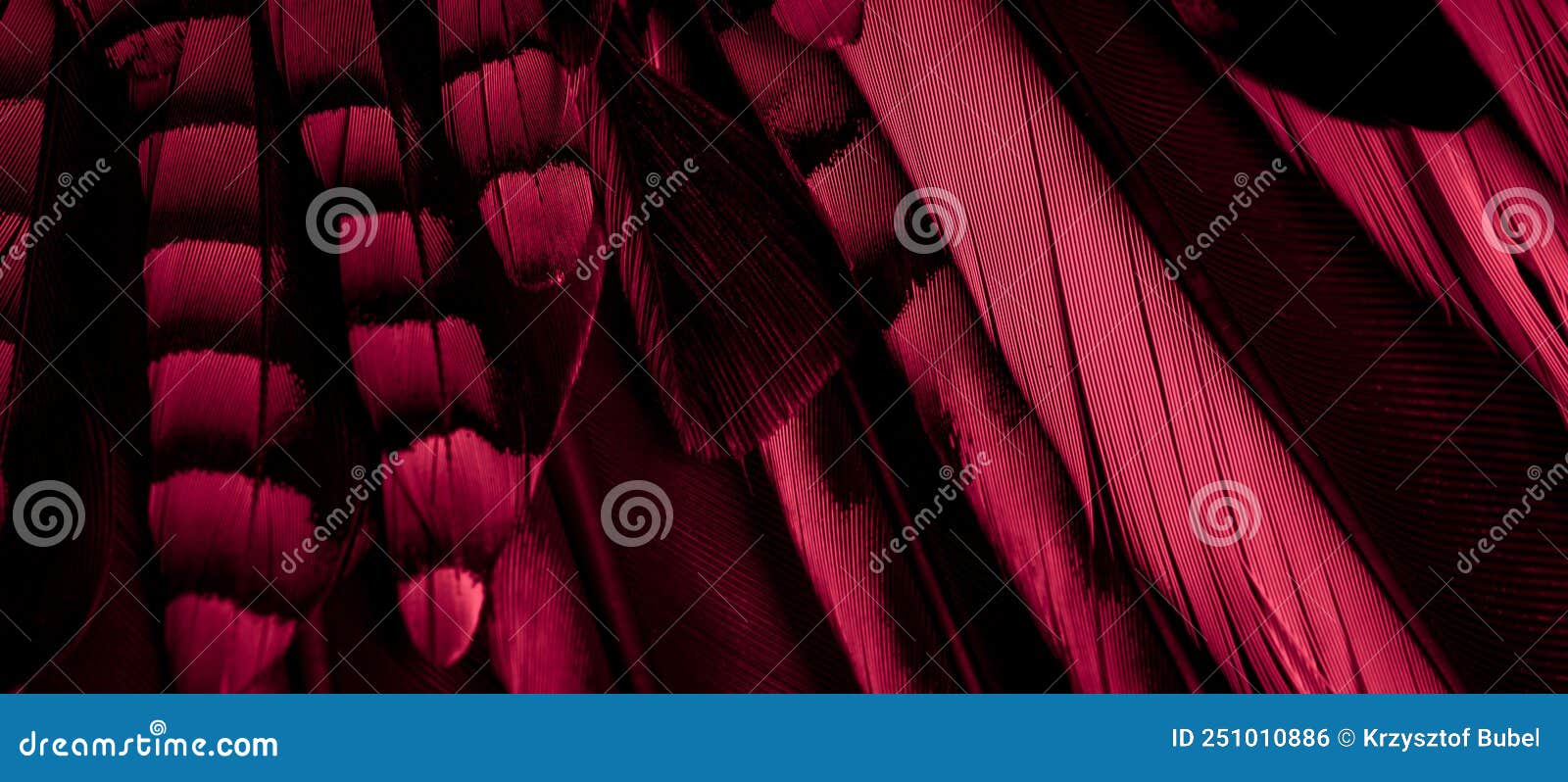Red and Black Jay Feathers. Background or Texture Stock Photo - Image ...