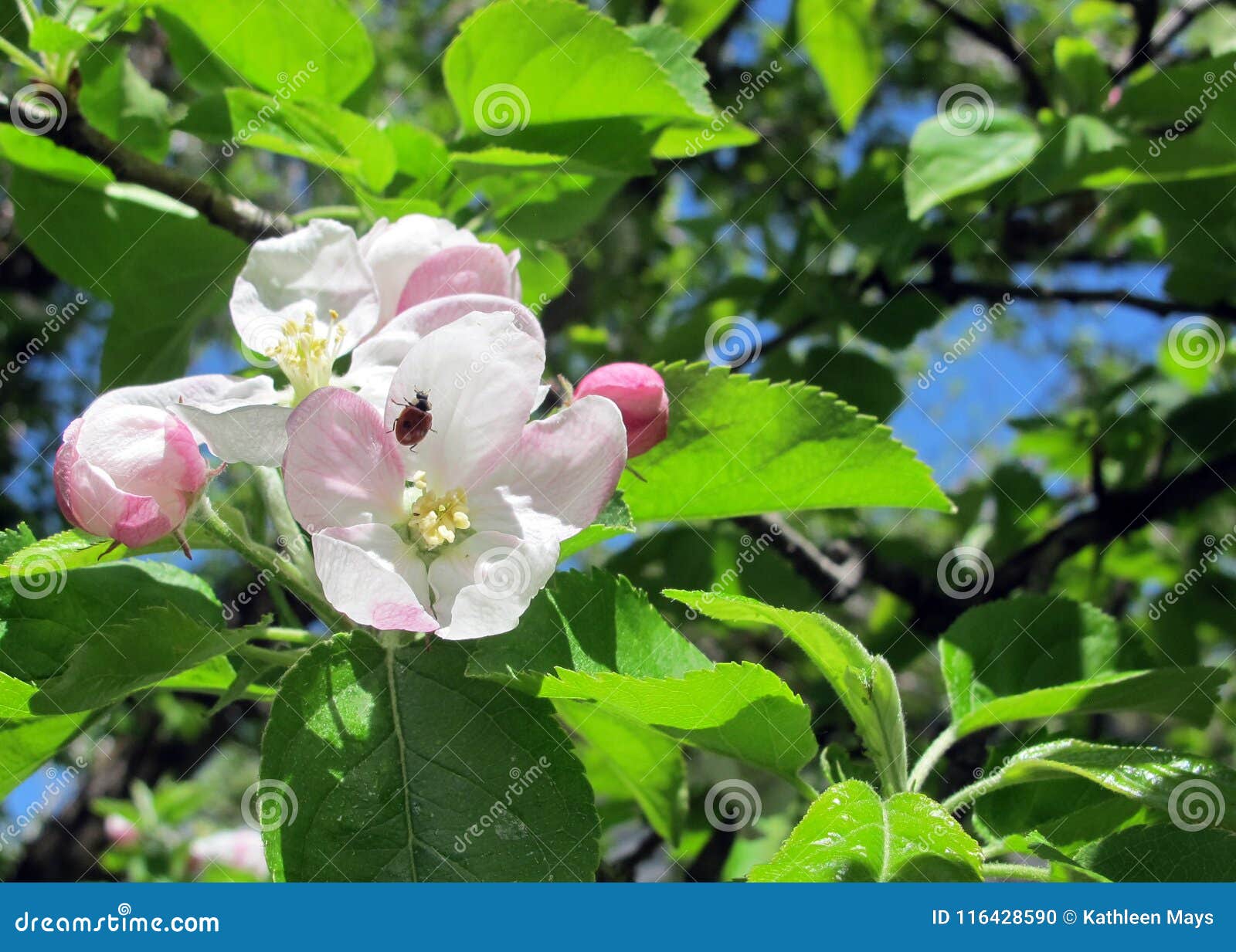 Ladybug Beetle on Spring Apple Tree Blossom Stock Photo - Image of ...