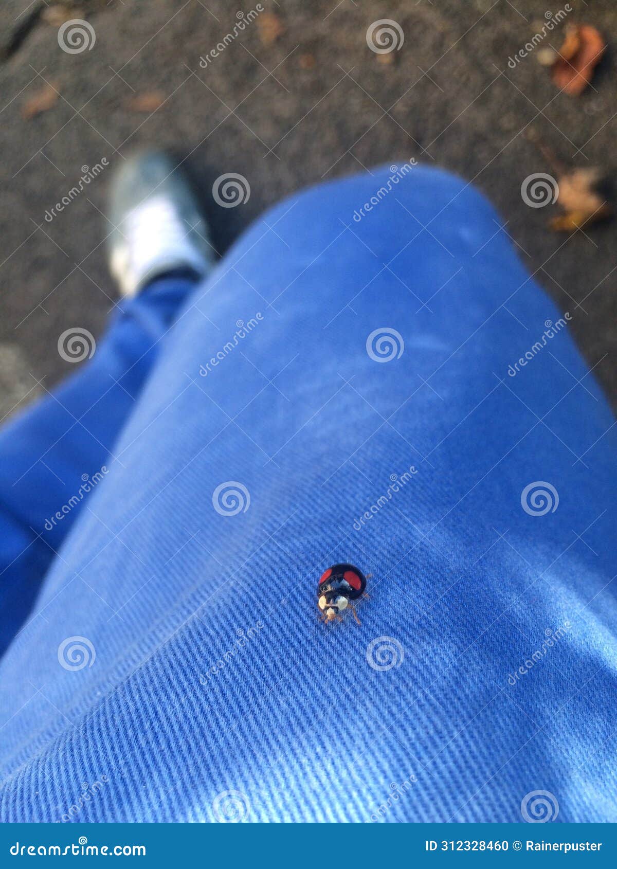 Ladybug crawling up a leg stock photo. Image of close - 312328460