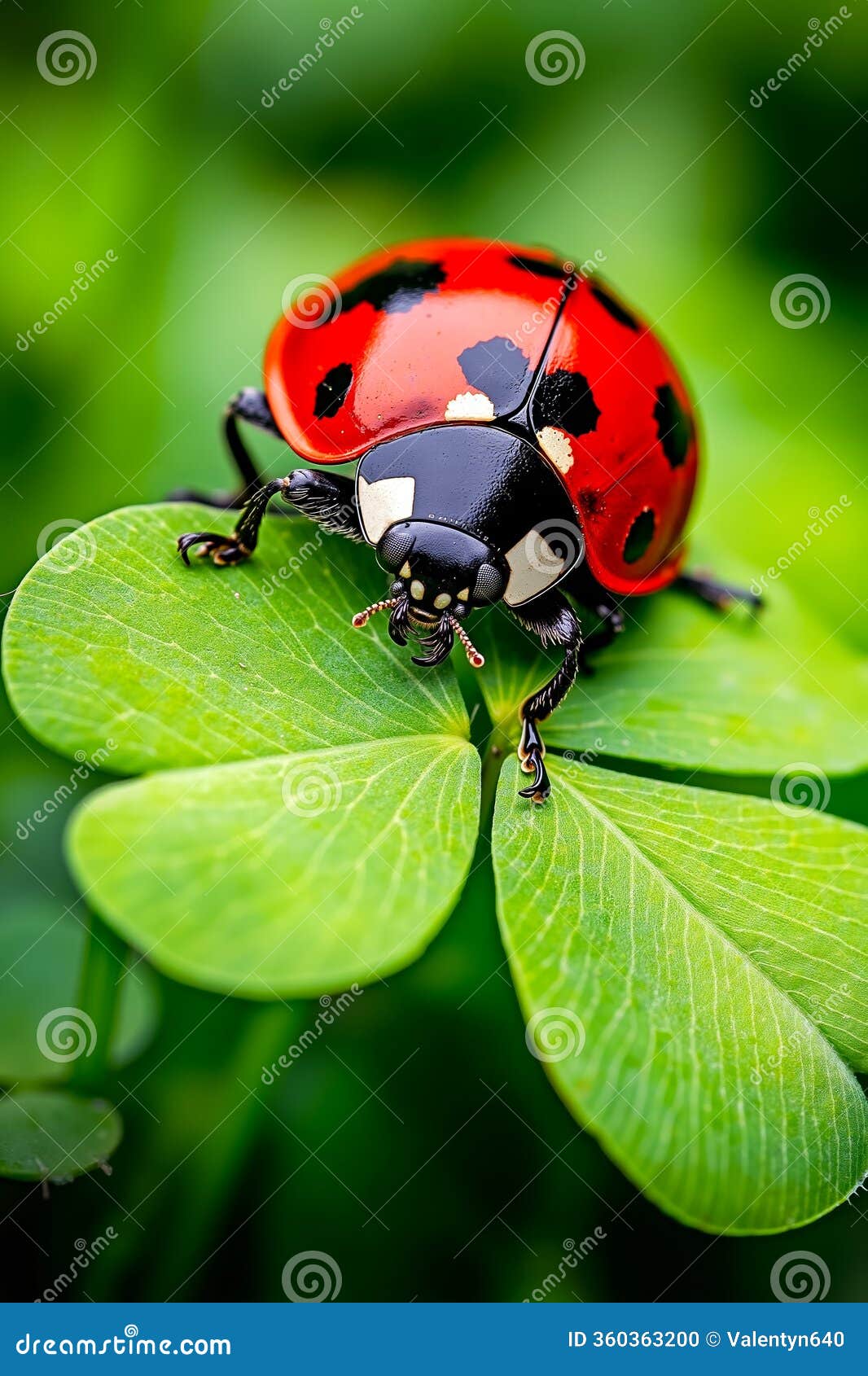 A Red and Black Ladybug Sitting on a Green Leaf Stock Photo - Image of ...