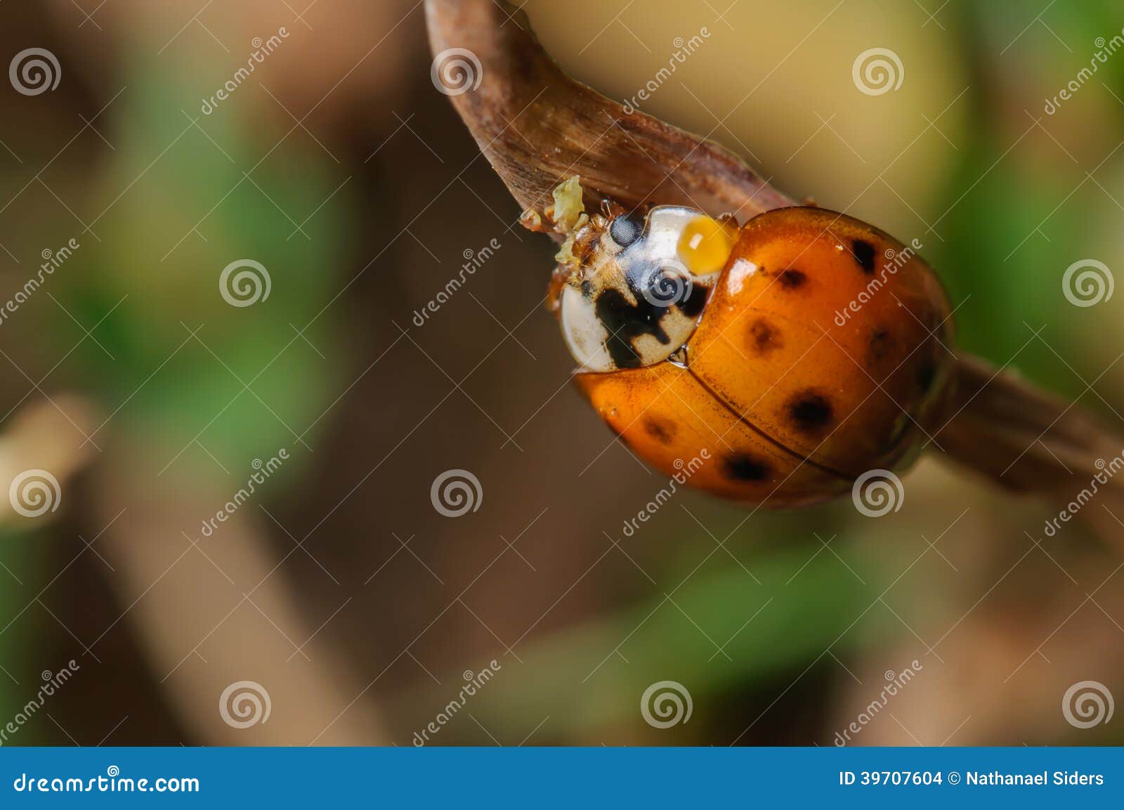 Red and Black Ladybug stock photo. Image of bettle, color - 39707604