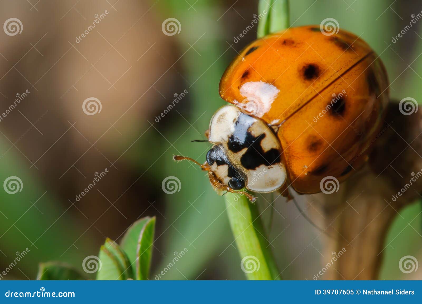 Red and Black Ladybug stock image. Image of invertebrate - 39707605