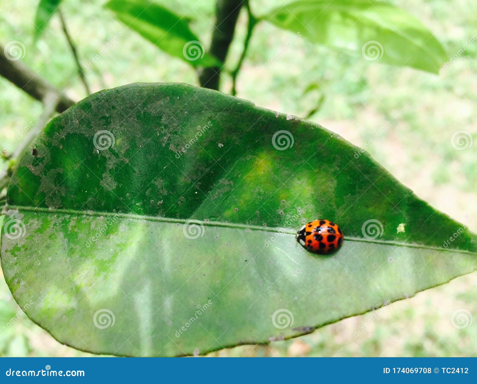Red and black ladybug stock photo. Image of animal, insects - 174069708