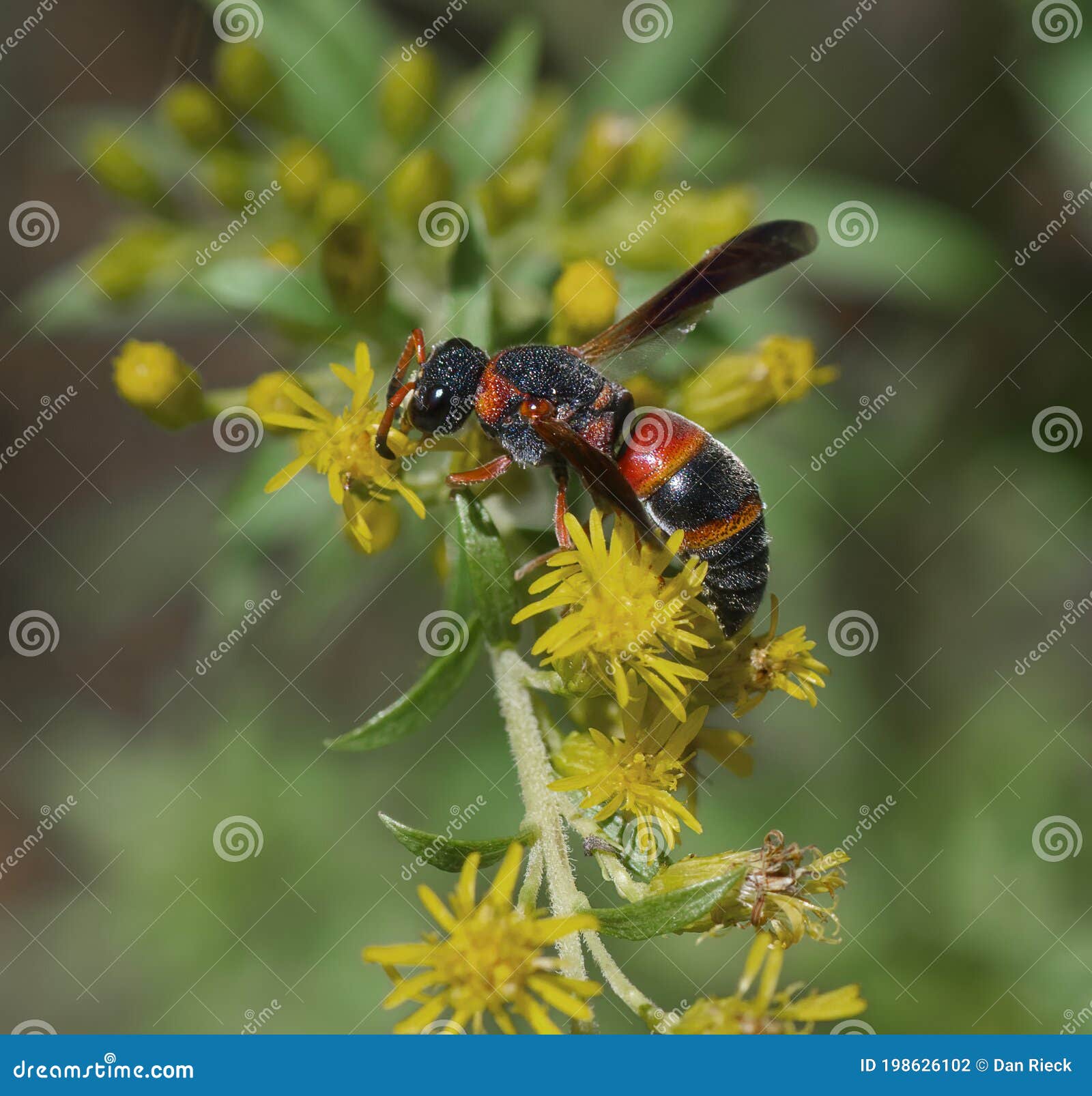 Red and black mason wasp stock photo. Image of insect - 198626102