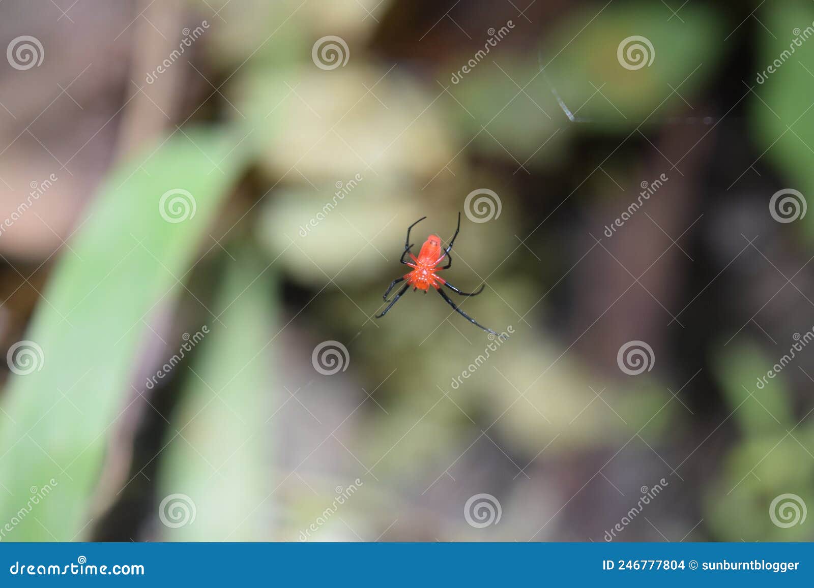 Red Spider on a Web in Puerto Rico Stock Photo - Image of flower ...