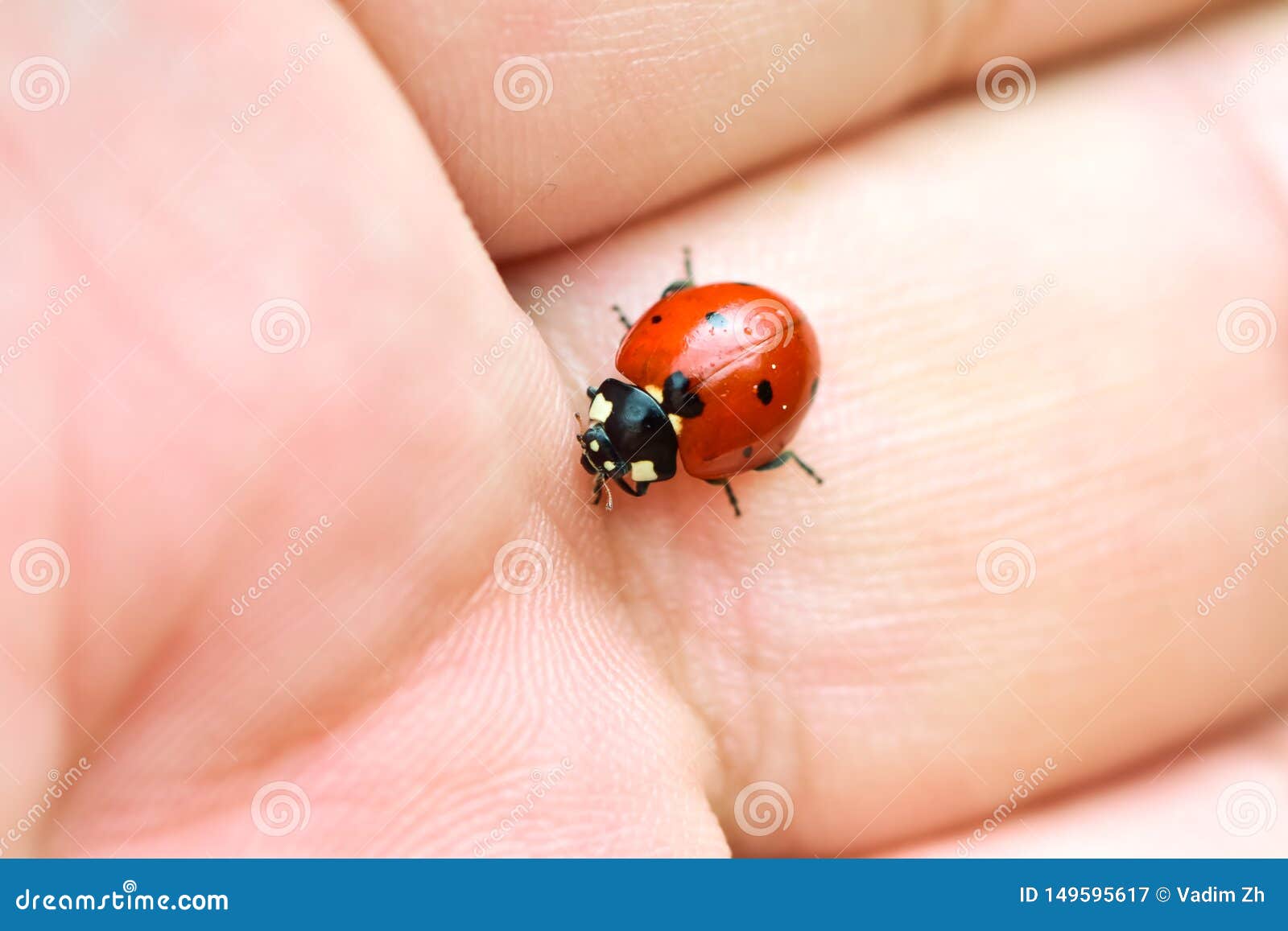 Red in Black Spotted Ladybug in the Hand, Ladybug on the Palm of Your ...