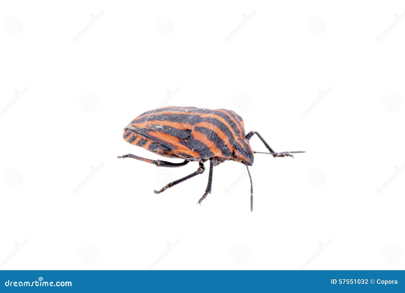 Red Black Stripe Sloe Bug on a White Background Stock Photo - Image of ...