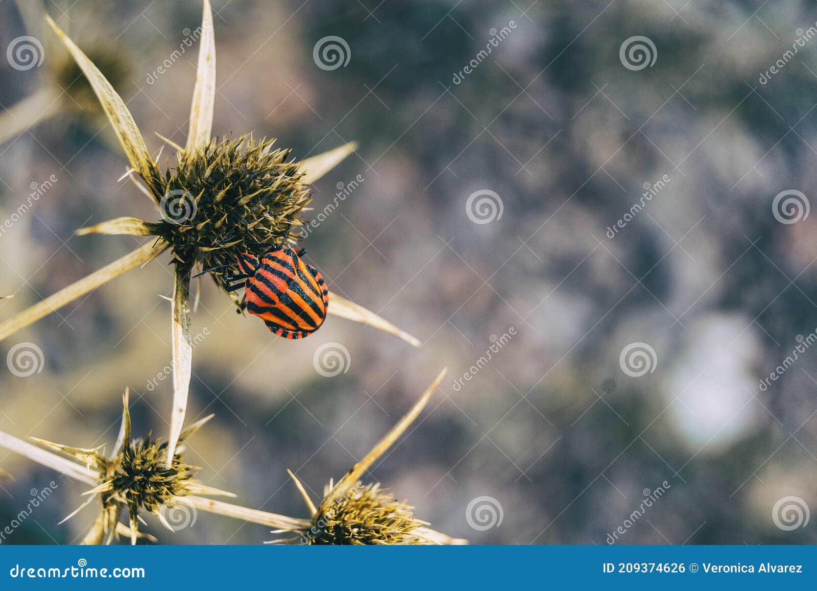 Red Black Striped Insect on Top of a Thistle Stock Photo - Image of ...