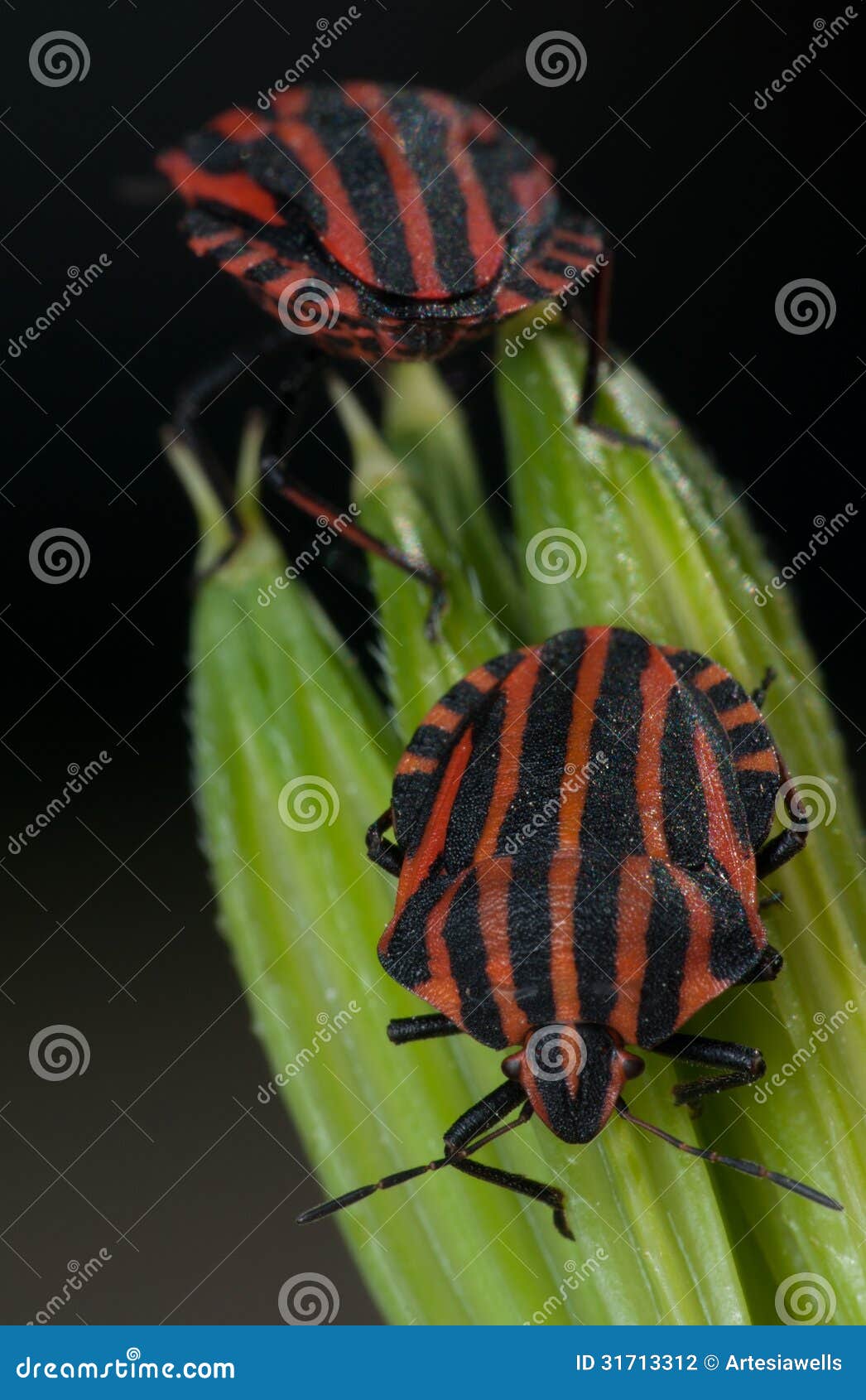 Red and Black Striped Minstrel Bug Vertical Macro. Stock Photo - Image ...