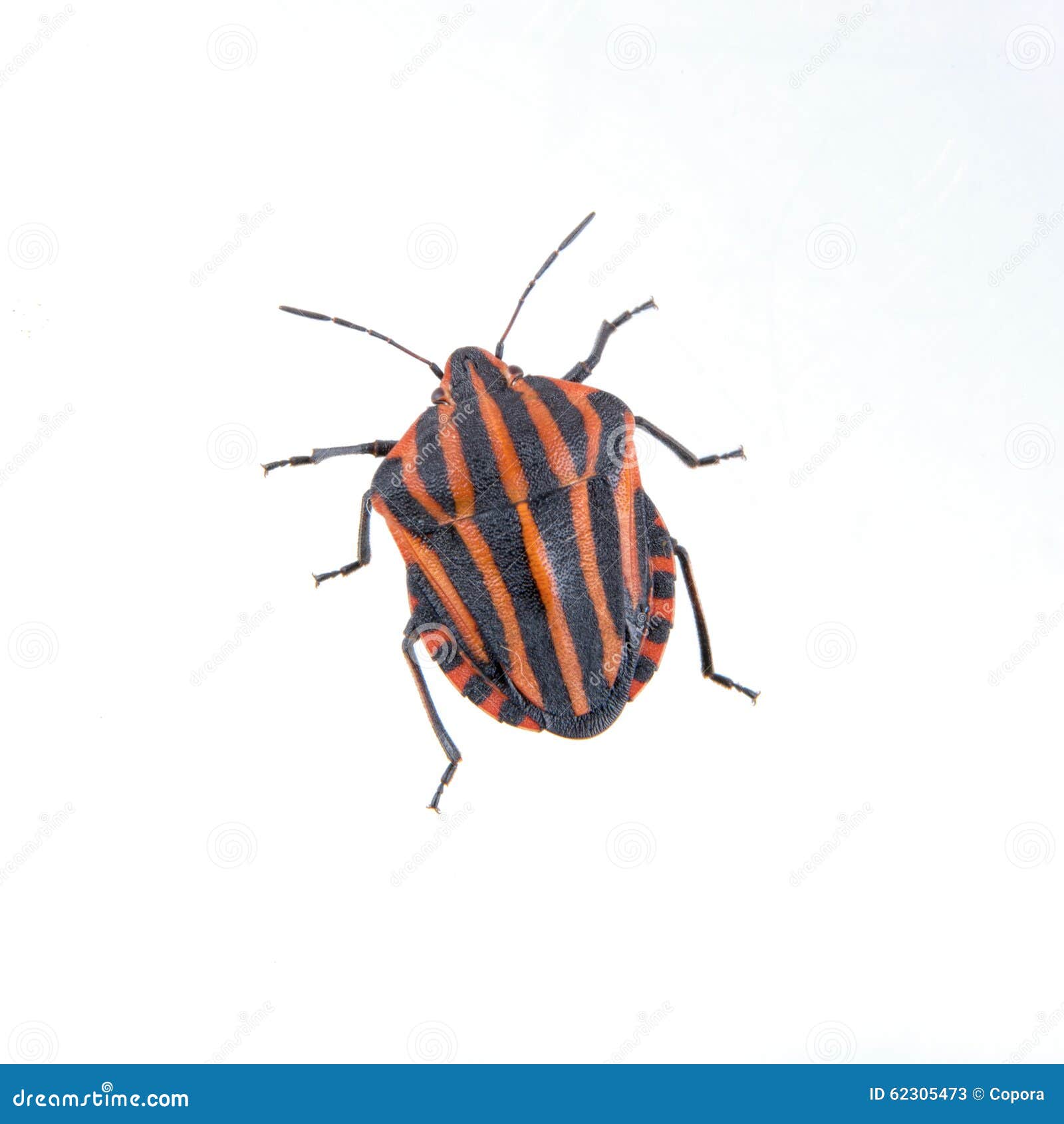 Red Black Striped Shield Bug White Background Stock Photos - Free ...