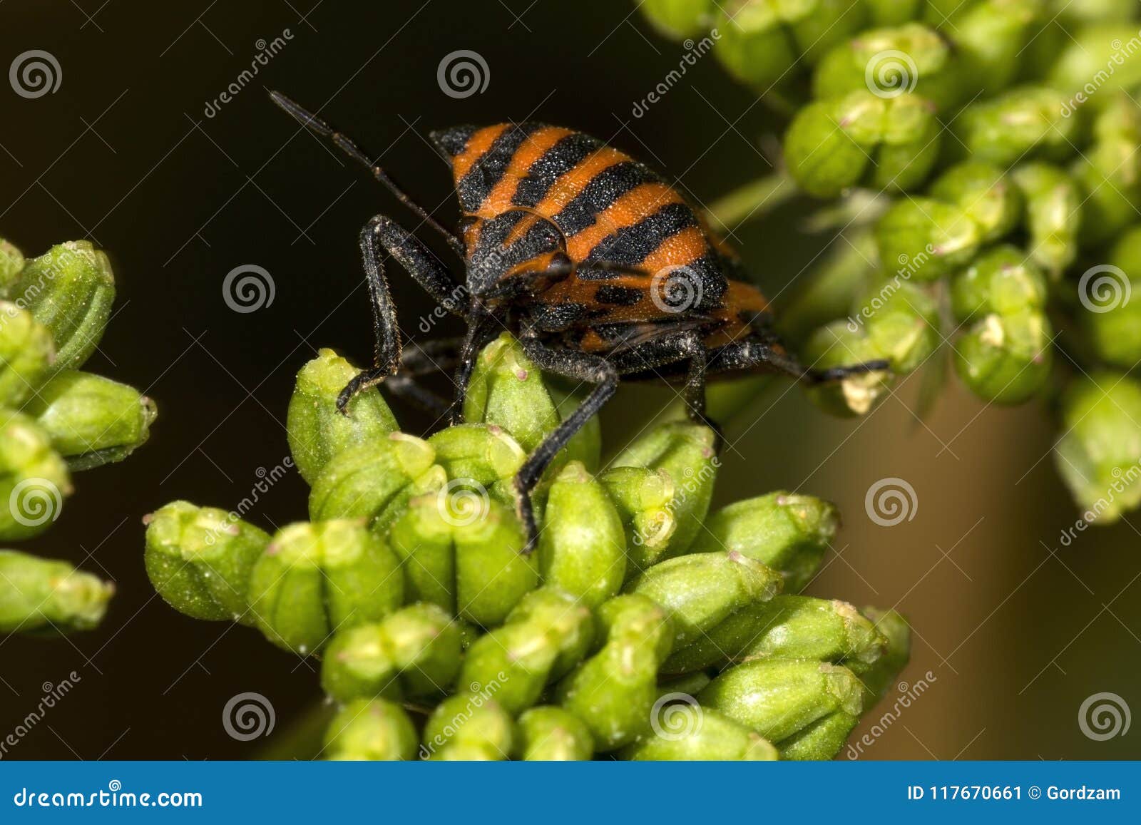 Stink Bug macro photo stock image. Image of cute, animal - 117670661