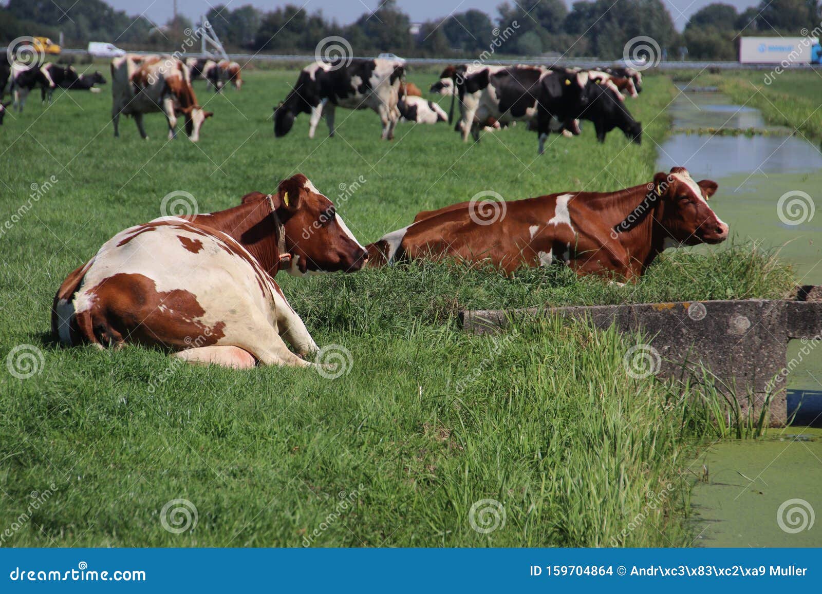 Red and Black White Cows on a Meadow in the Zuidplaspolder in Moordrecht. Stock Photo - Image of ...