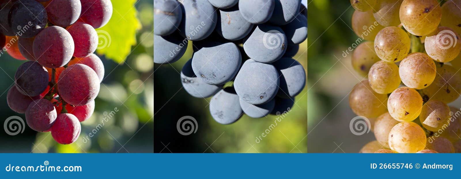Red, Black an White Grapes Collage Stock Photo - Image of fruit ...