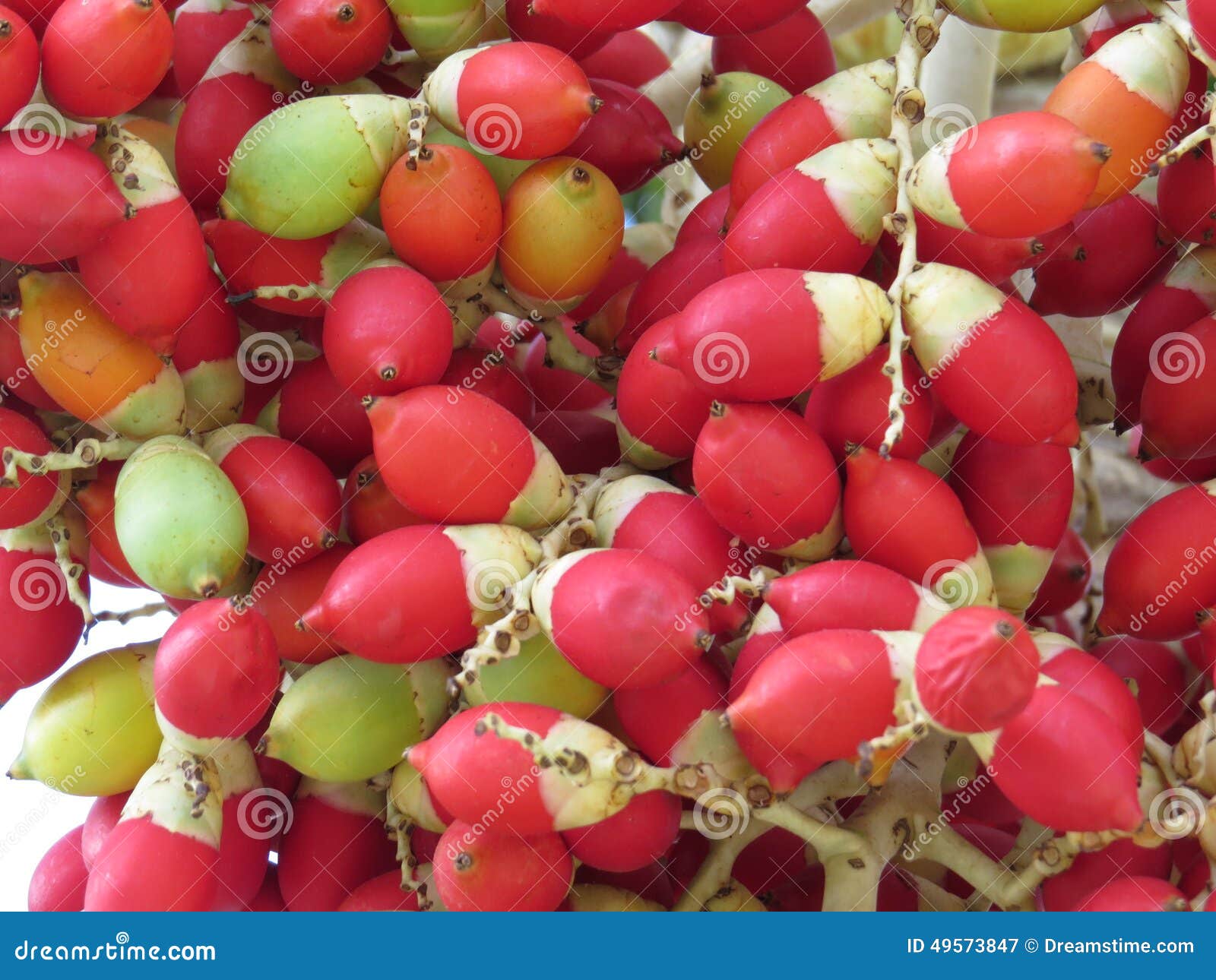 Red Bliss stock image. Image of vivid, natural, flora - 49573847