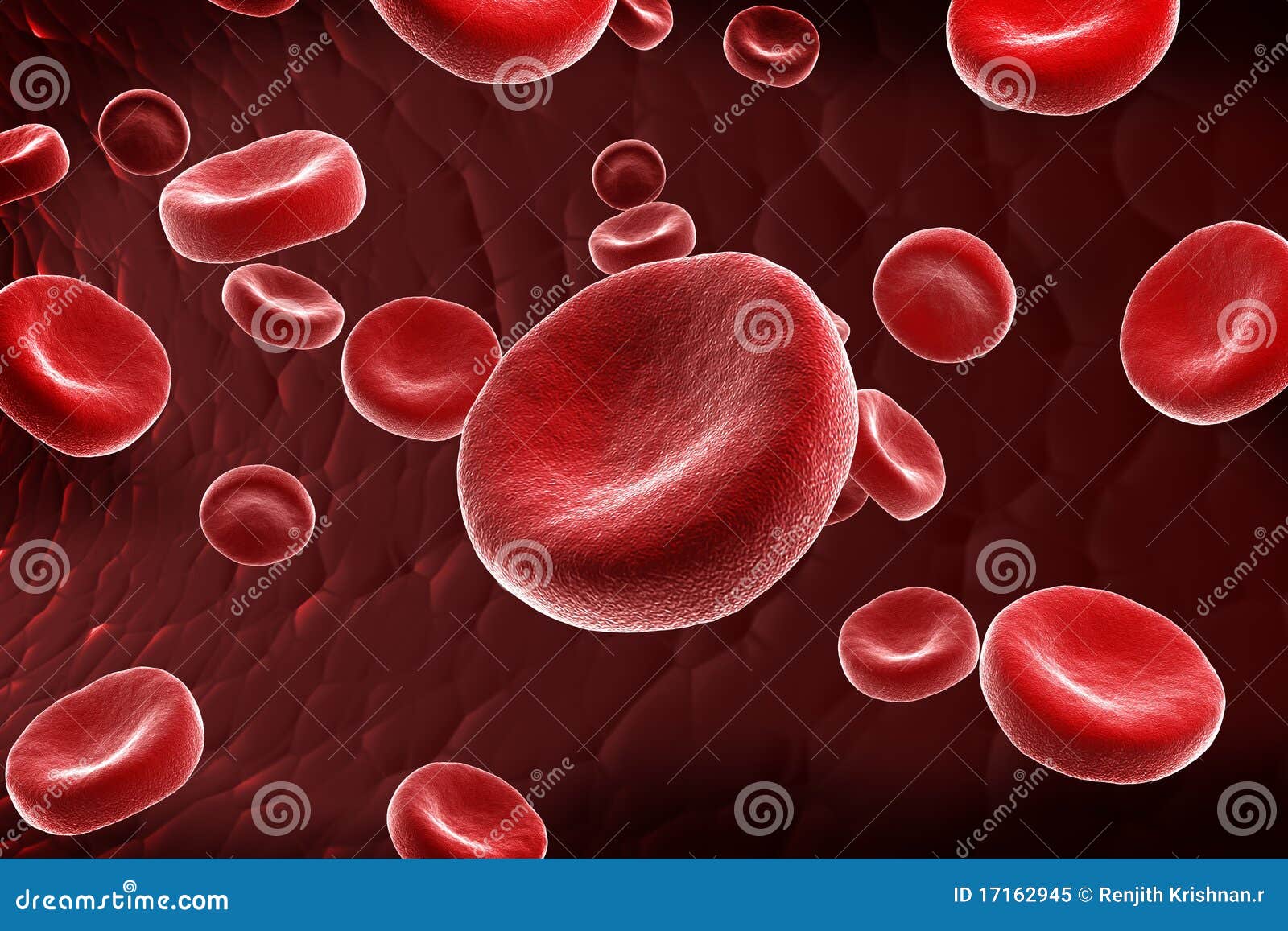 Red Blood Cell Life Cycle Medical Vector Illustration Diagram With ...