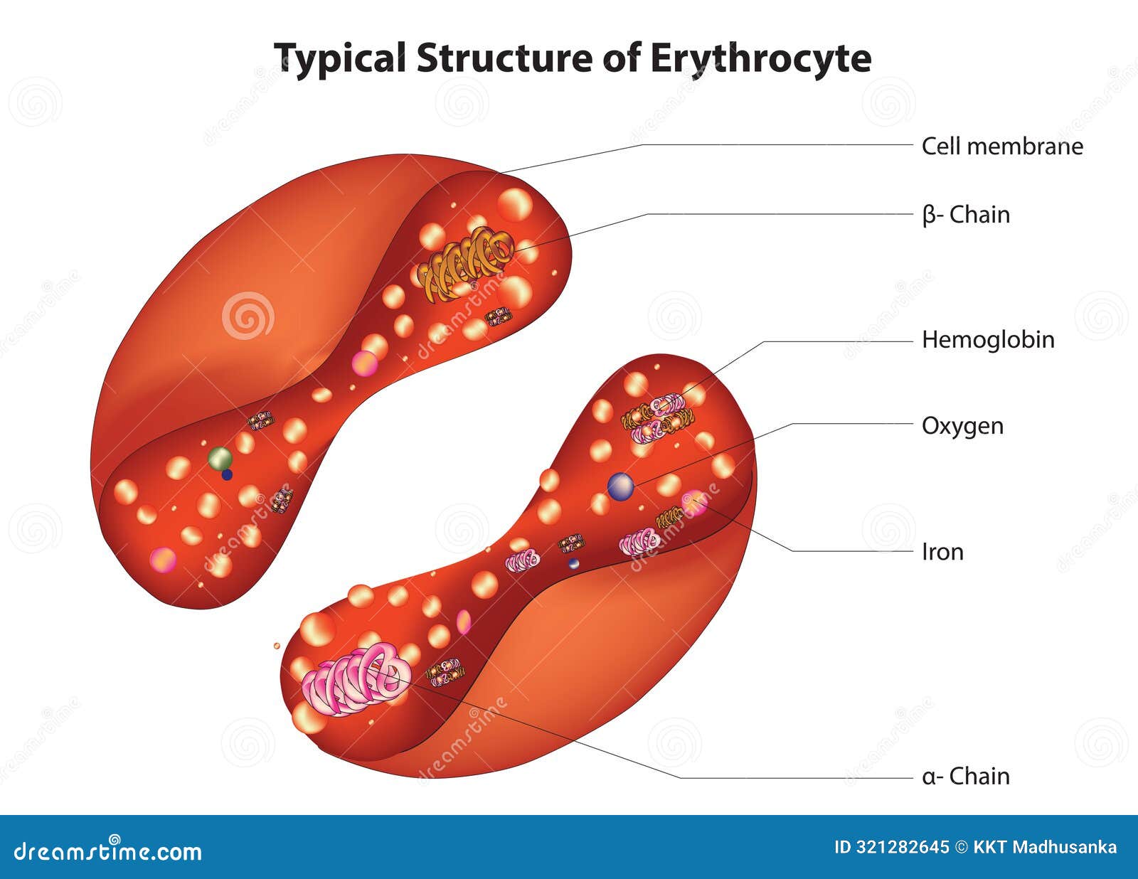Erythrocyte diagram stock vector. Illustration of platelets - 321282645