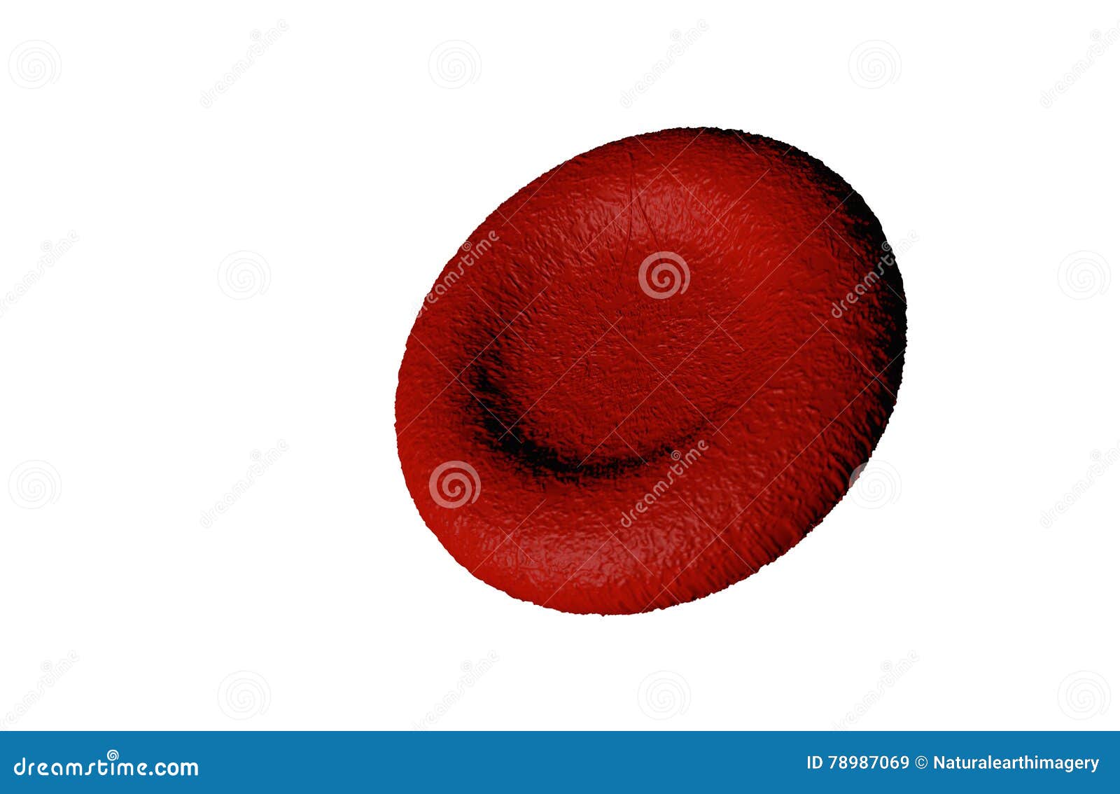 Red Blood Cell Isolated with White Background Stock Illustration ...