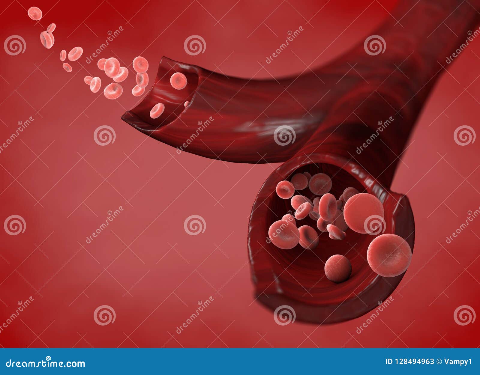 Red Blood Cells, Erythrocyte Cell, Flow of Red Blood Cells Inside a ...