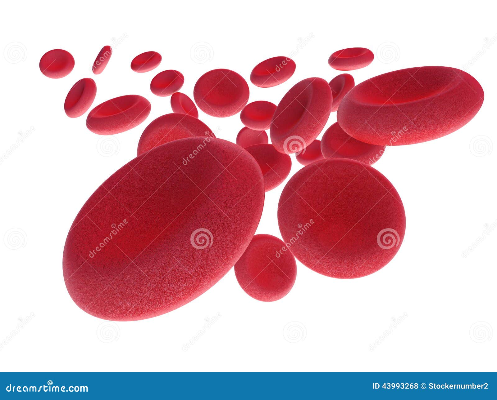 Red Blood Cells Flowing on White Background Stock Illustration ...