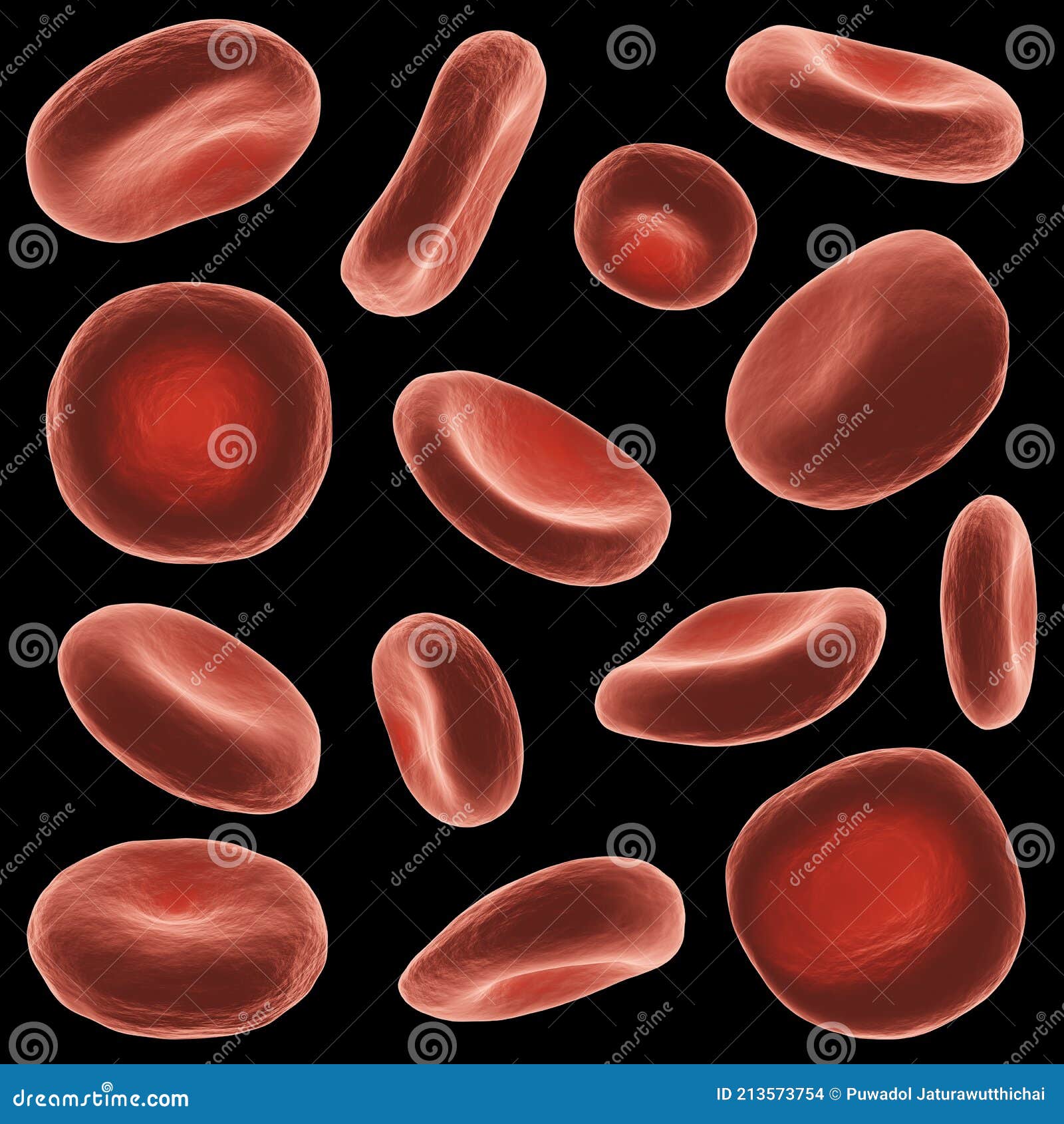 Red Blood Cells with High Detailed Surface . Set of Different View and ...