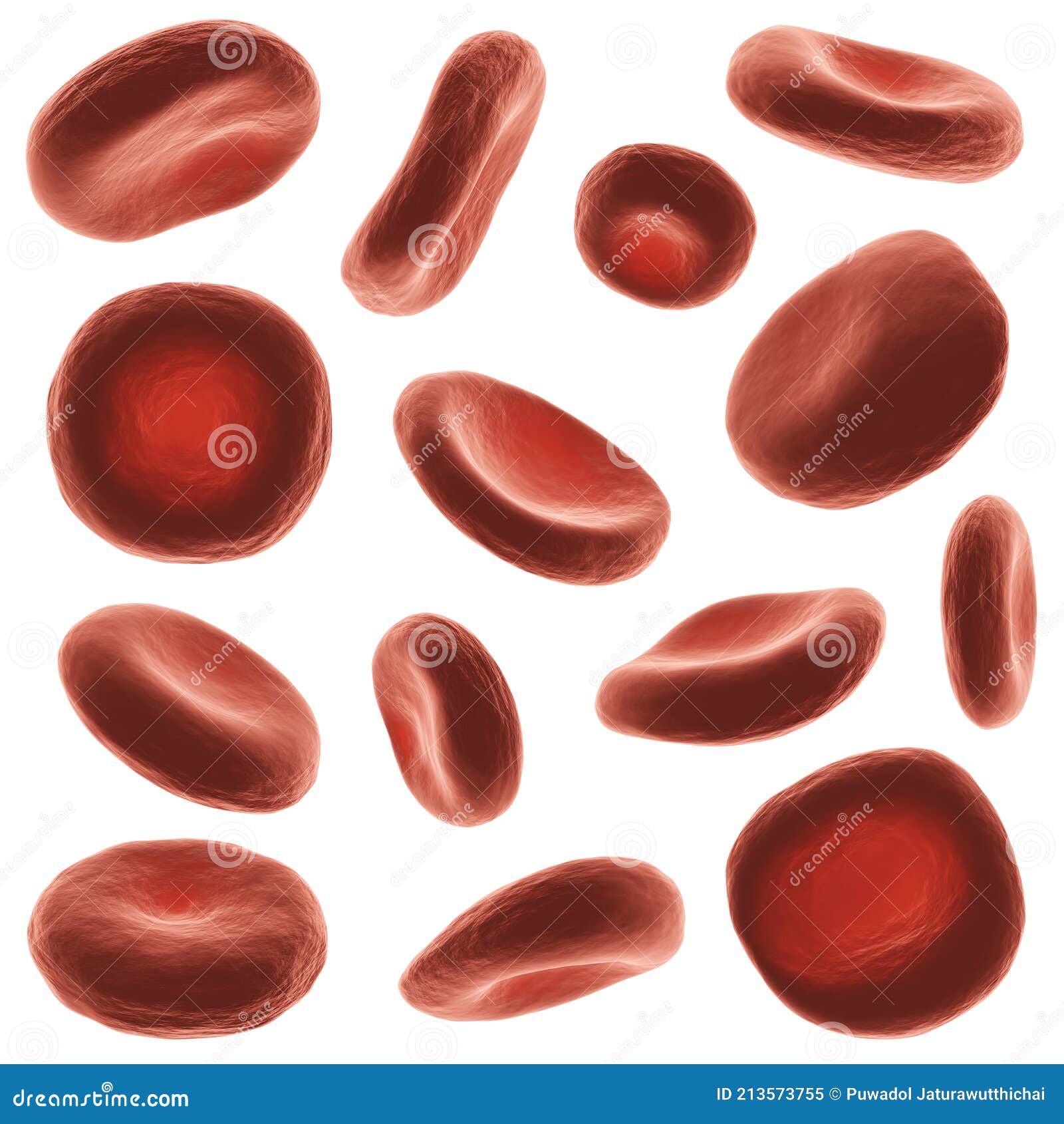 Red Blood Cells with High Detailed Surface . Set of Different View and ...
