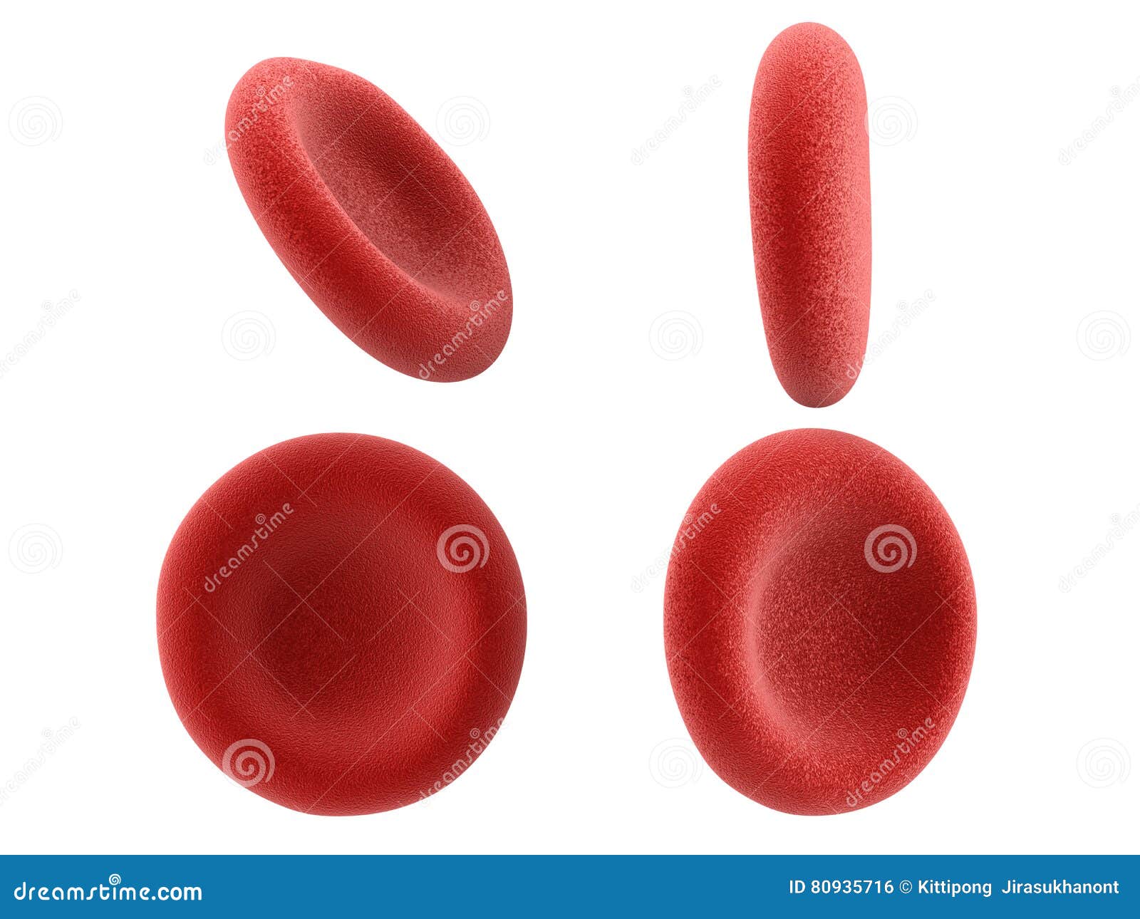 Red Blood Cells Isolated on White Stock Photo - Image of closeup, micro ...