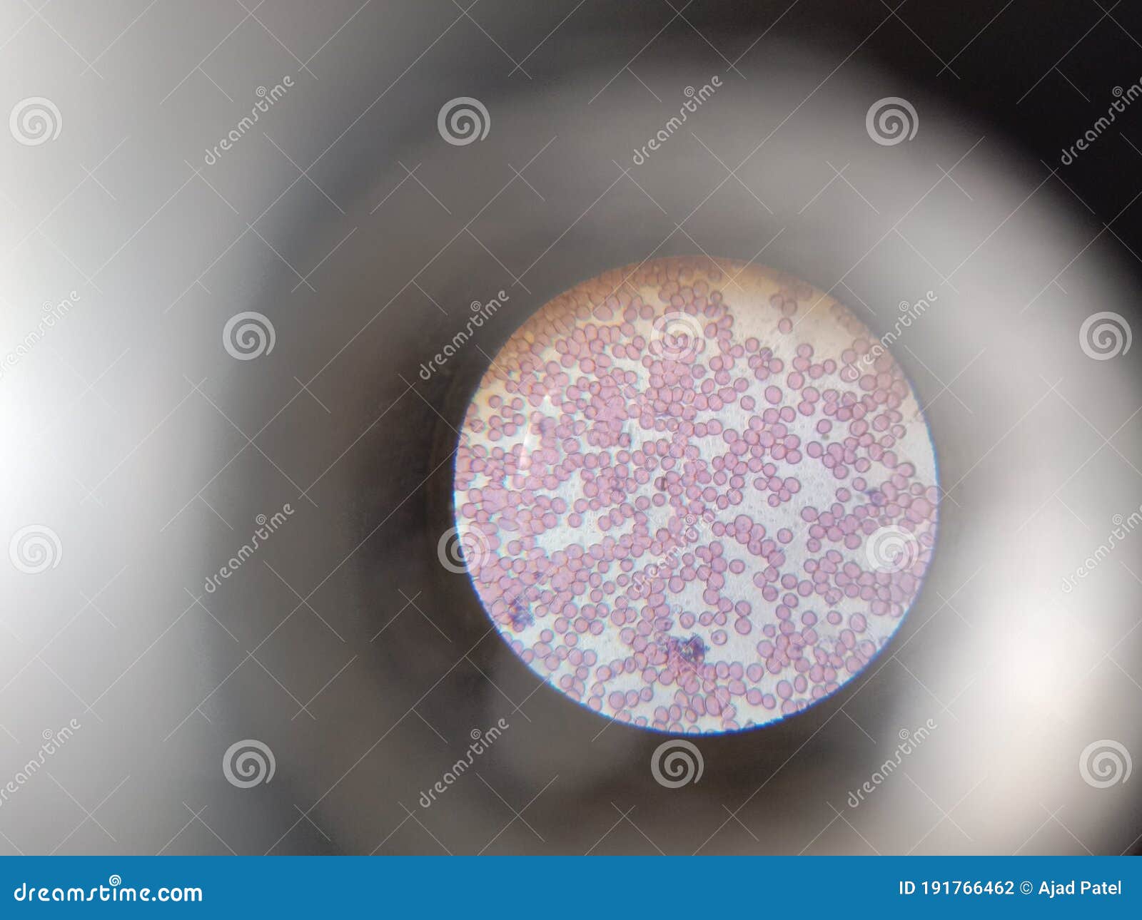 Compound Microscope Cells